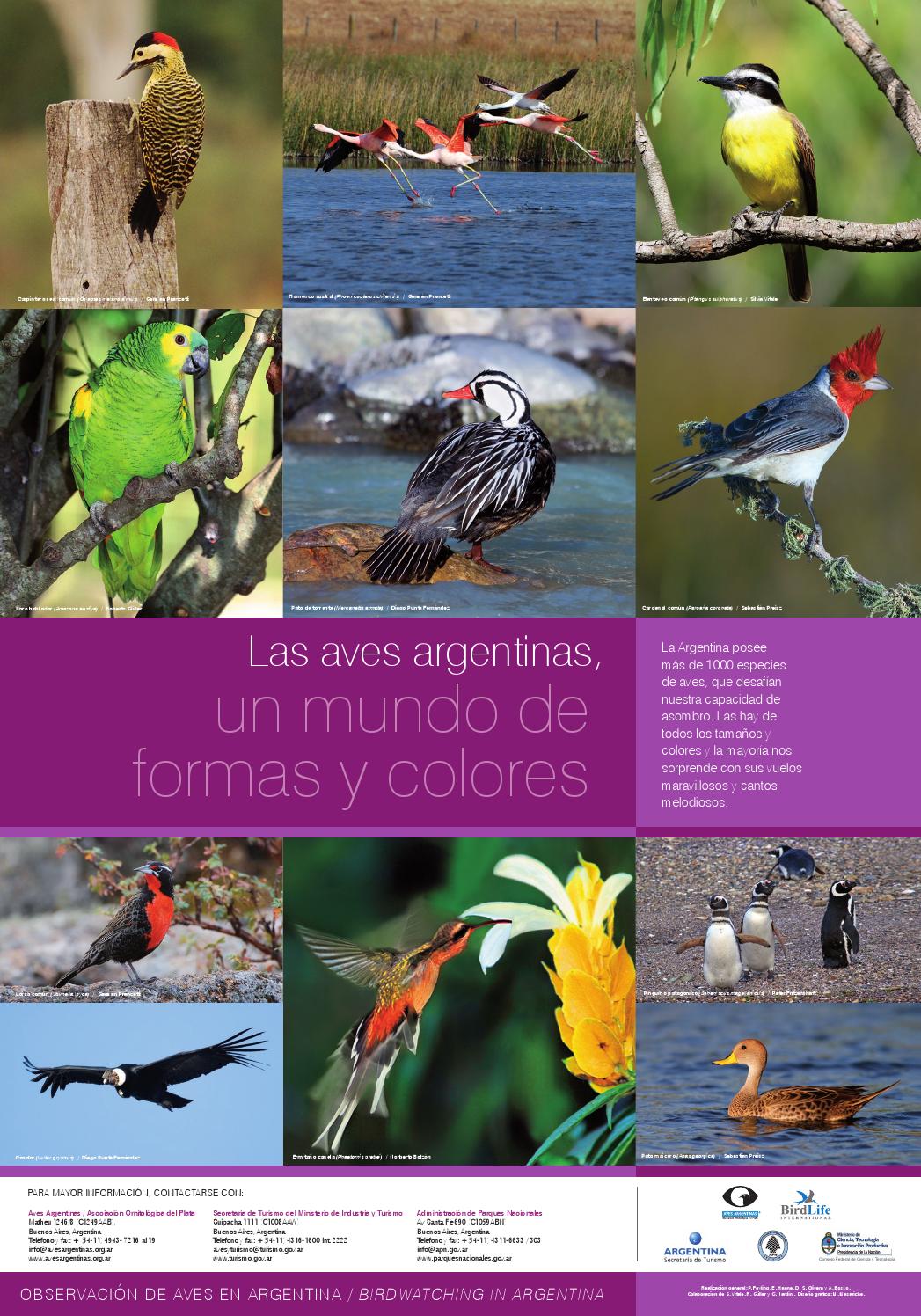 Posters promocion observacion de aves 2009 by Mariano Masariche - Issuu