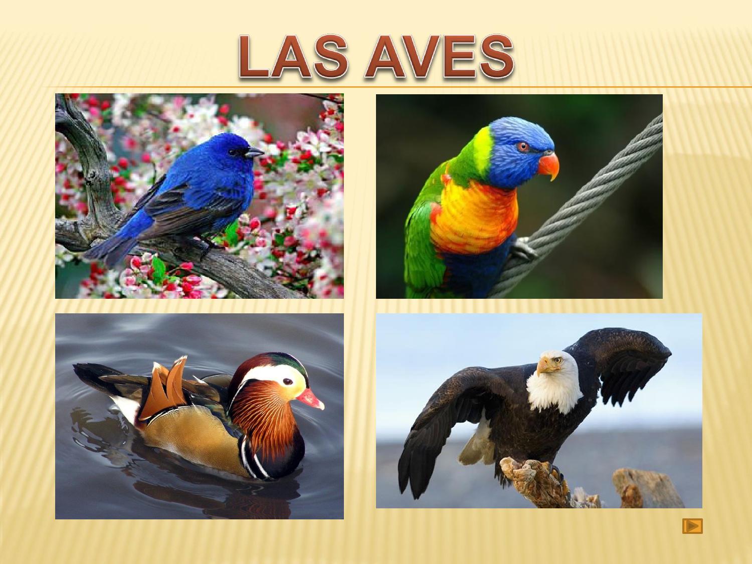 Las aves by Colegio Hispanoamericano - Issuu