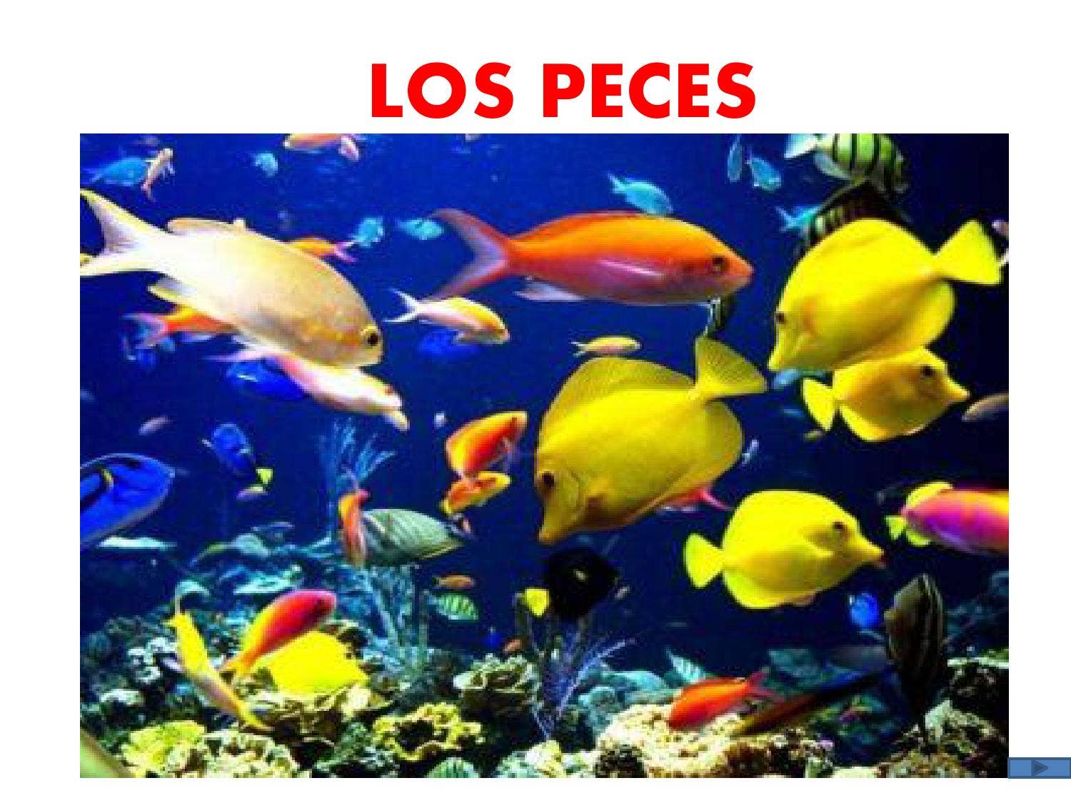 Los peces by Colegio Hispanoamericano - Issuu