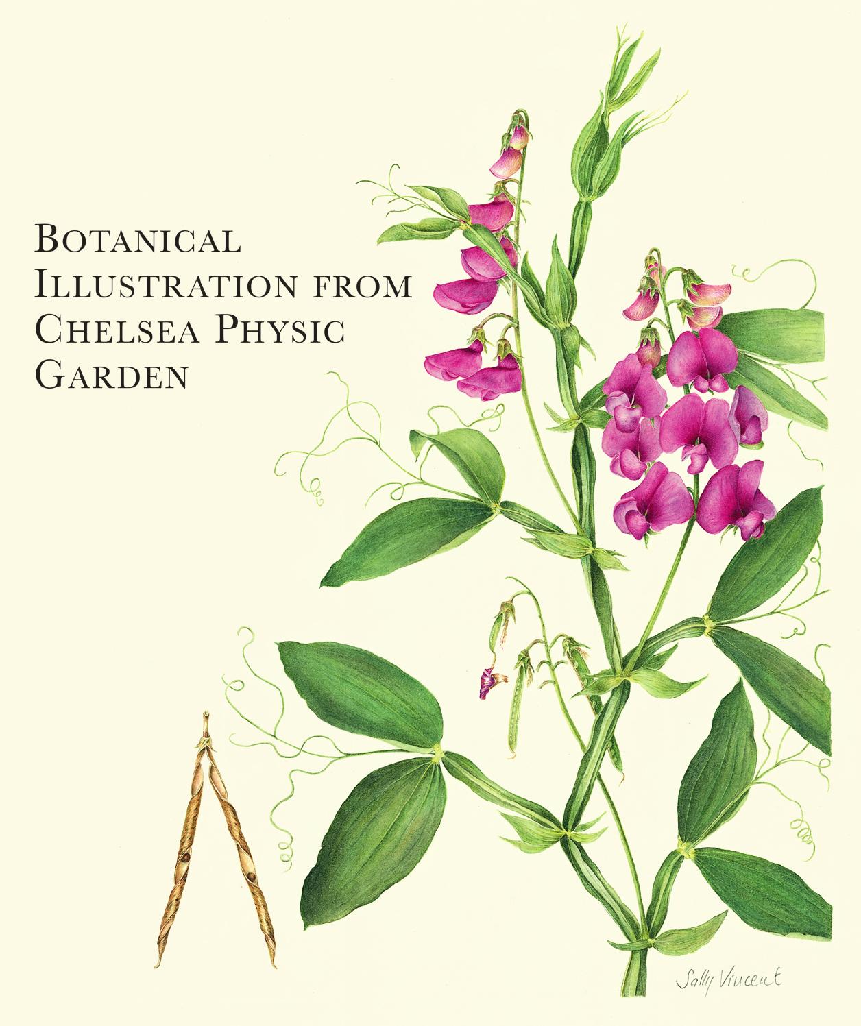 Botantical Illustration From Chelsea Physic Garden by ACC Art Books - Issuu