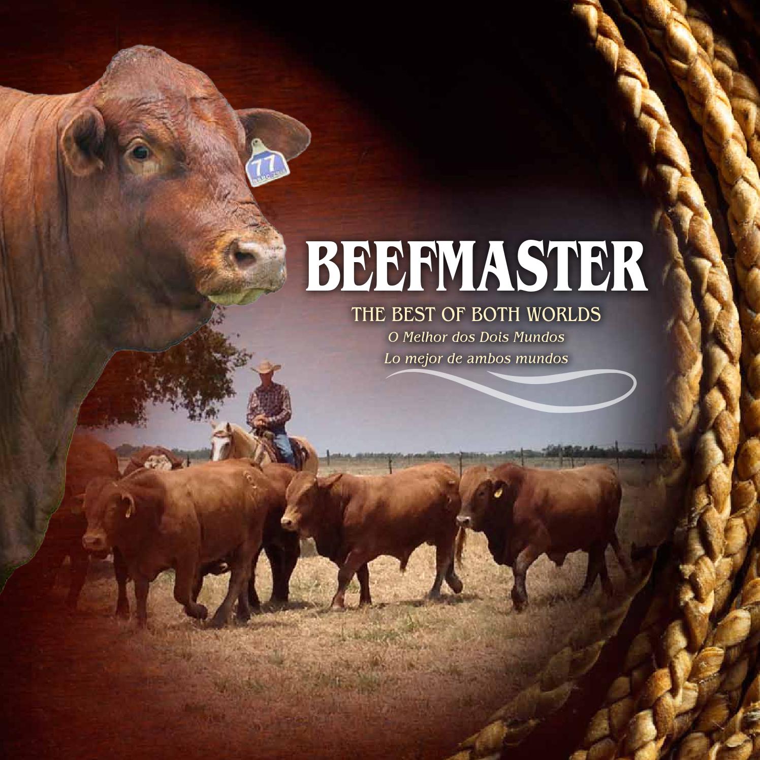 Beefmaster by Gail Lombardino, Homestead Graphics - Issuu