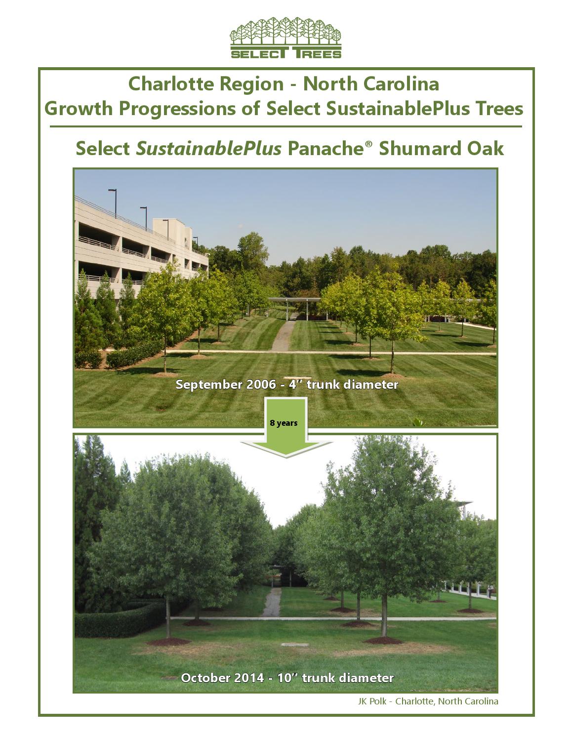 Charlotte Region - North Carolina Progressions by Select Trees - Issuu