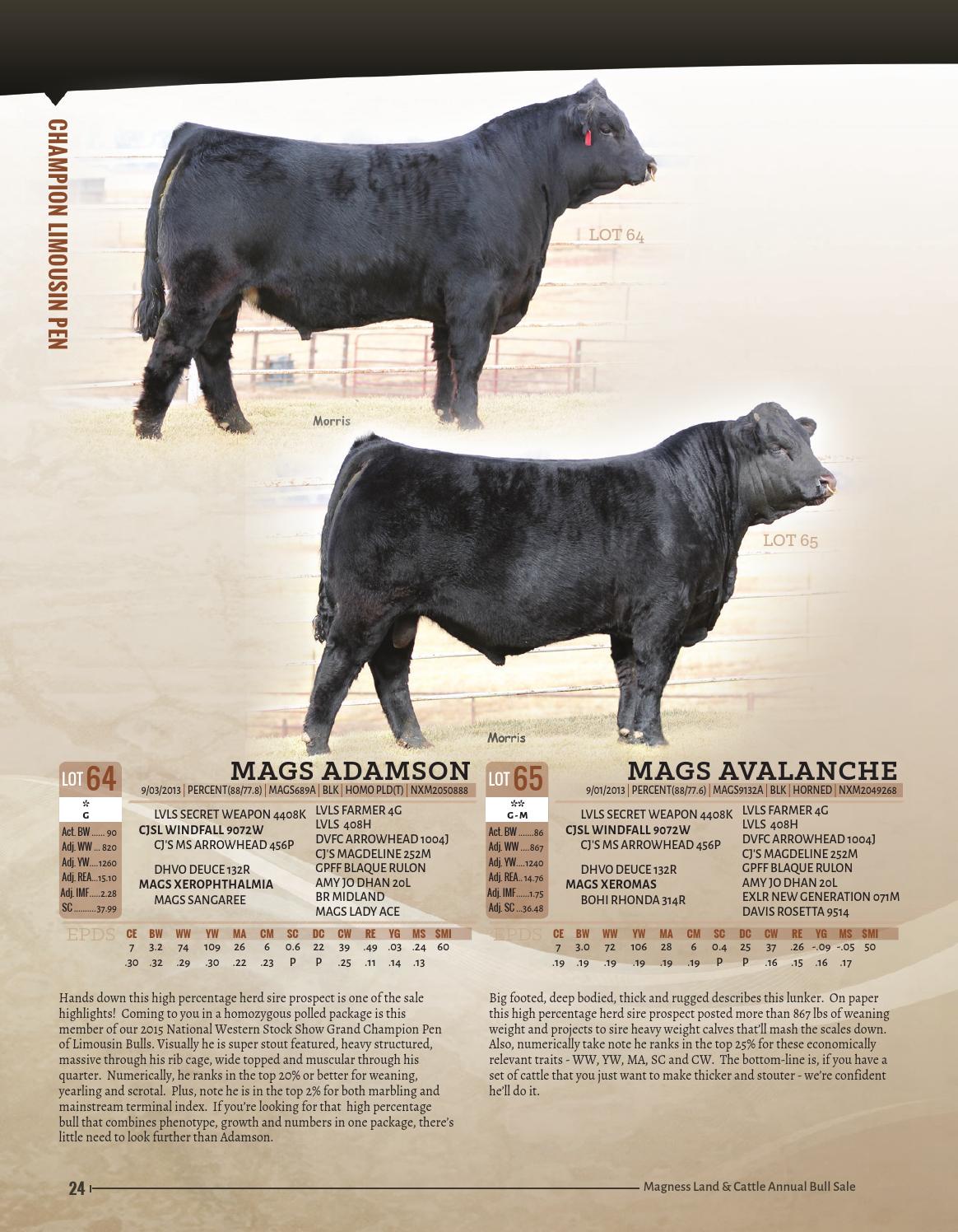 Magness Land & Cattle Annual Bull Sale by Monti West Design - Issuu