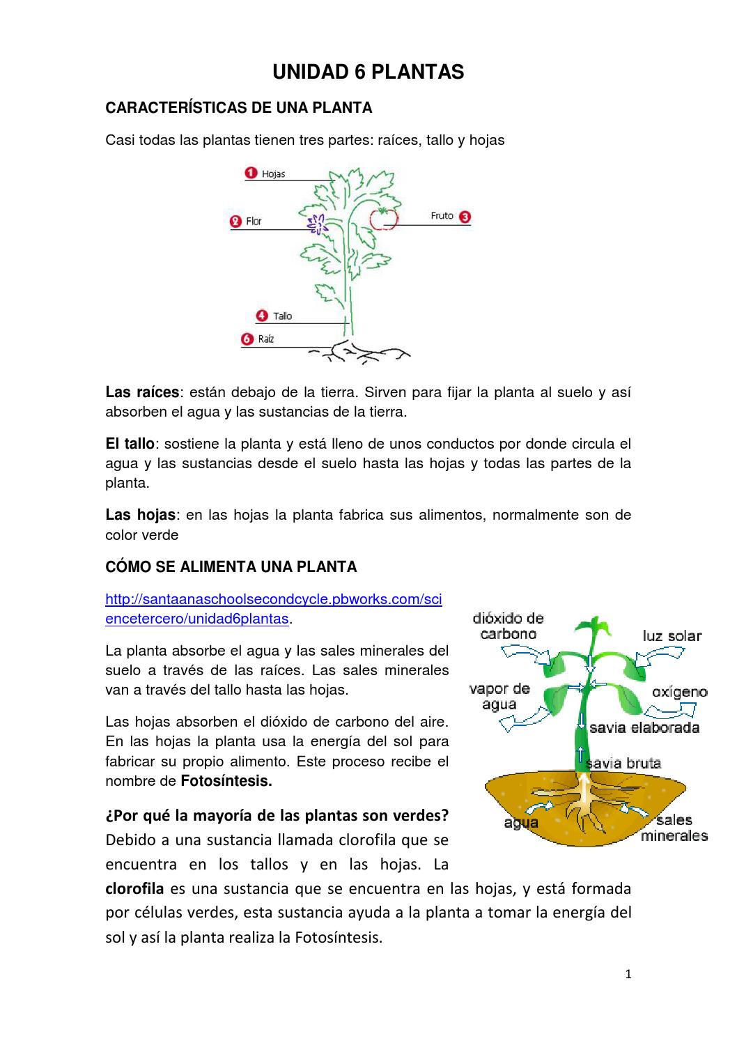 Unidad 5 plantas by Cary - Issuu
