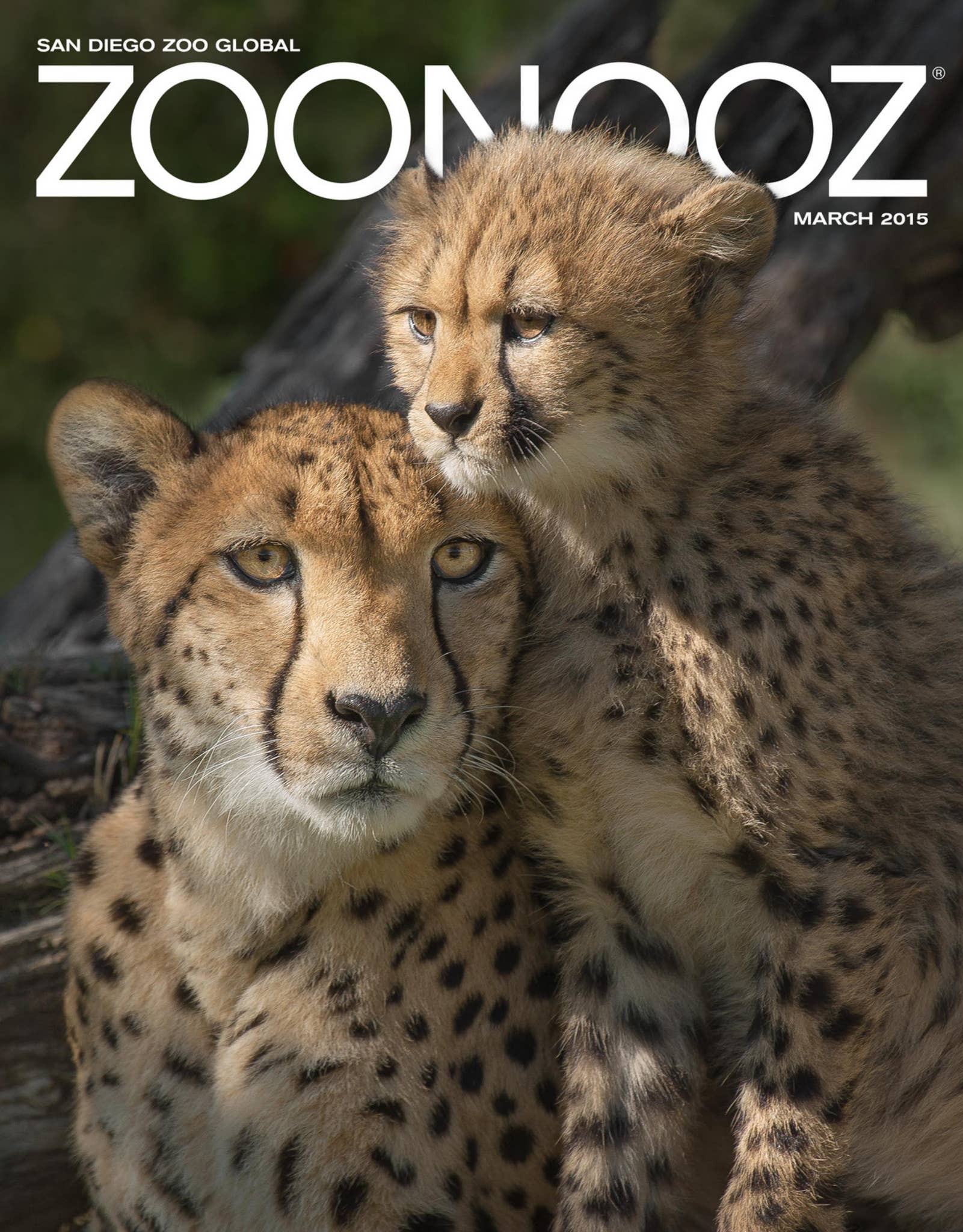 ZOONOOZ March 2015 by San Diego Zoo Wildlife Alliance - Issuu