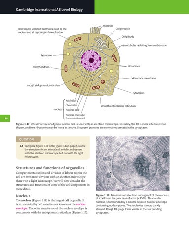 Nucleus Structure And Functions Alevel Biology Revision Notes Plant And ...