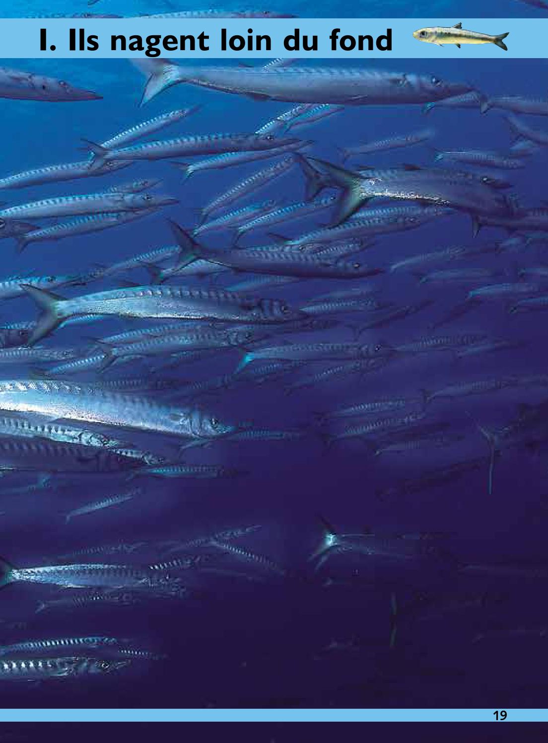 Extrait Guide d'identification des poissons marins - Éditions ULMER by Éditions Ulmer - Issuu
