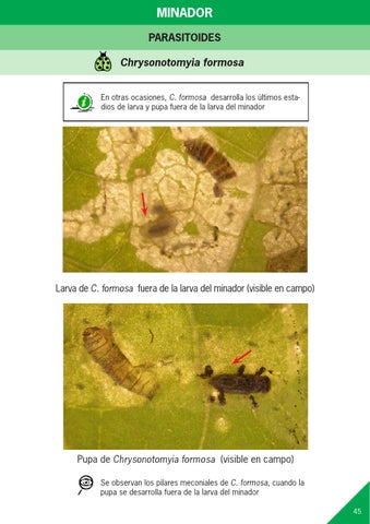 Guía ilustrada de plagas y enemigos naturales en cultivos hortícolas en ...