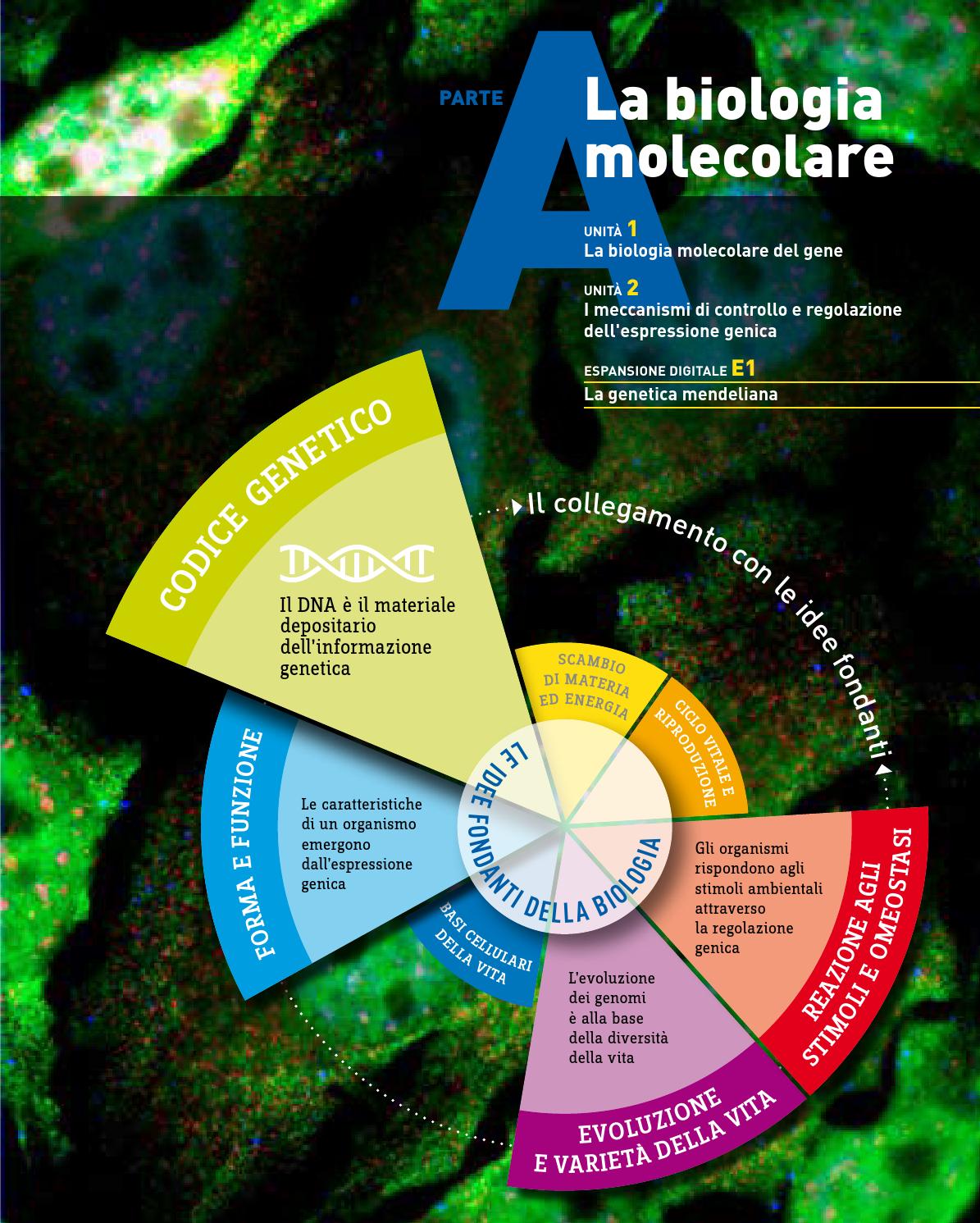 Struttura Molecolare Del Nucleotide