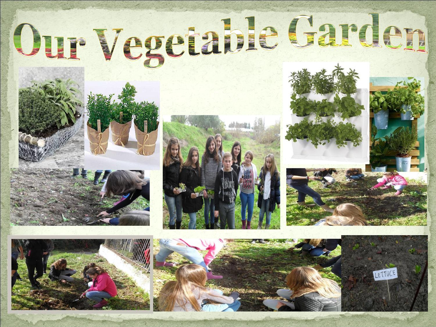 Our vegetable garden by school of meliki by Maria panou - Issuu