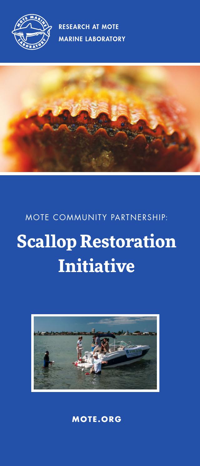 Scallop Brochure by Mote Marine Laboratory and Aquarium - Issuu