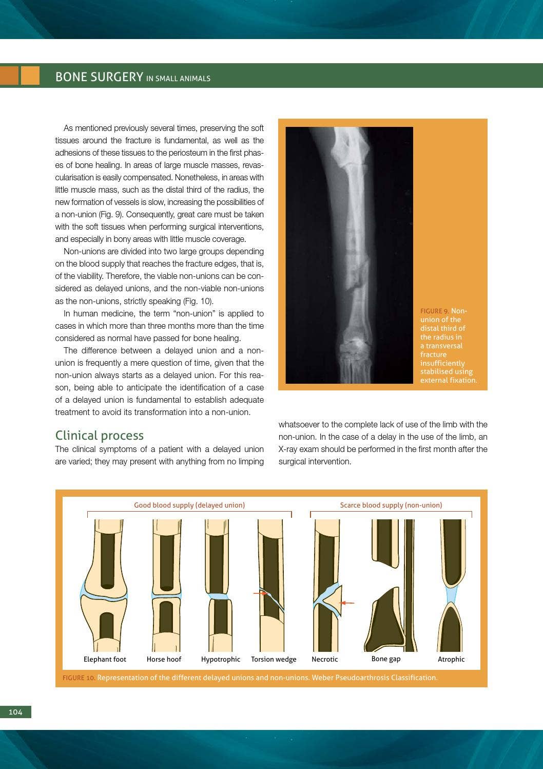 Bone surgery in small animals by Grupo Asís - Issuu