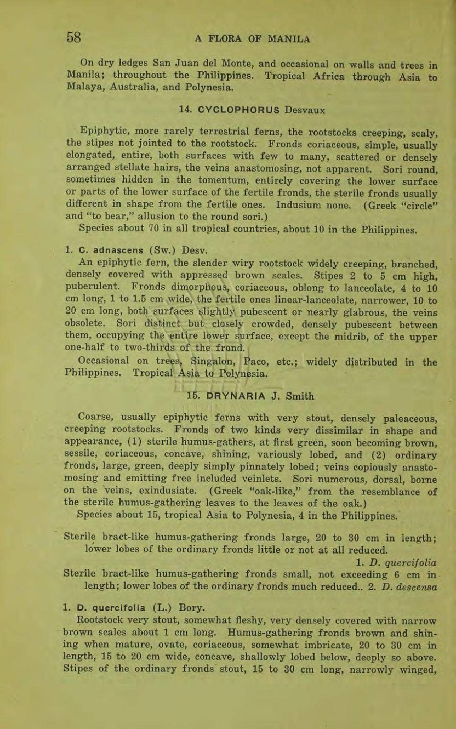 A Flora of Manila by Filipiniana Online - Issuu