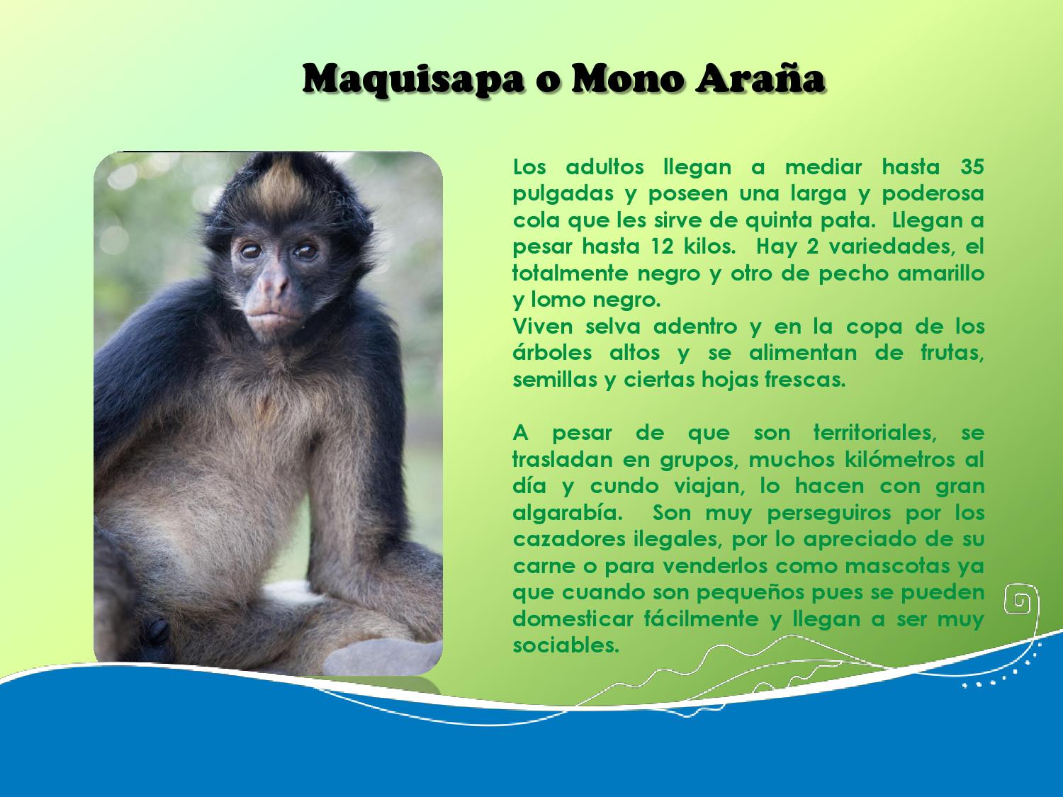 Presentación: Isla de los monos by Visit Peru - Issuu