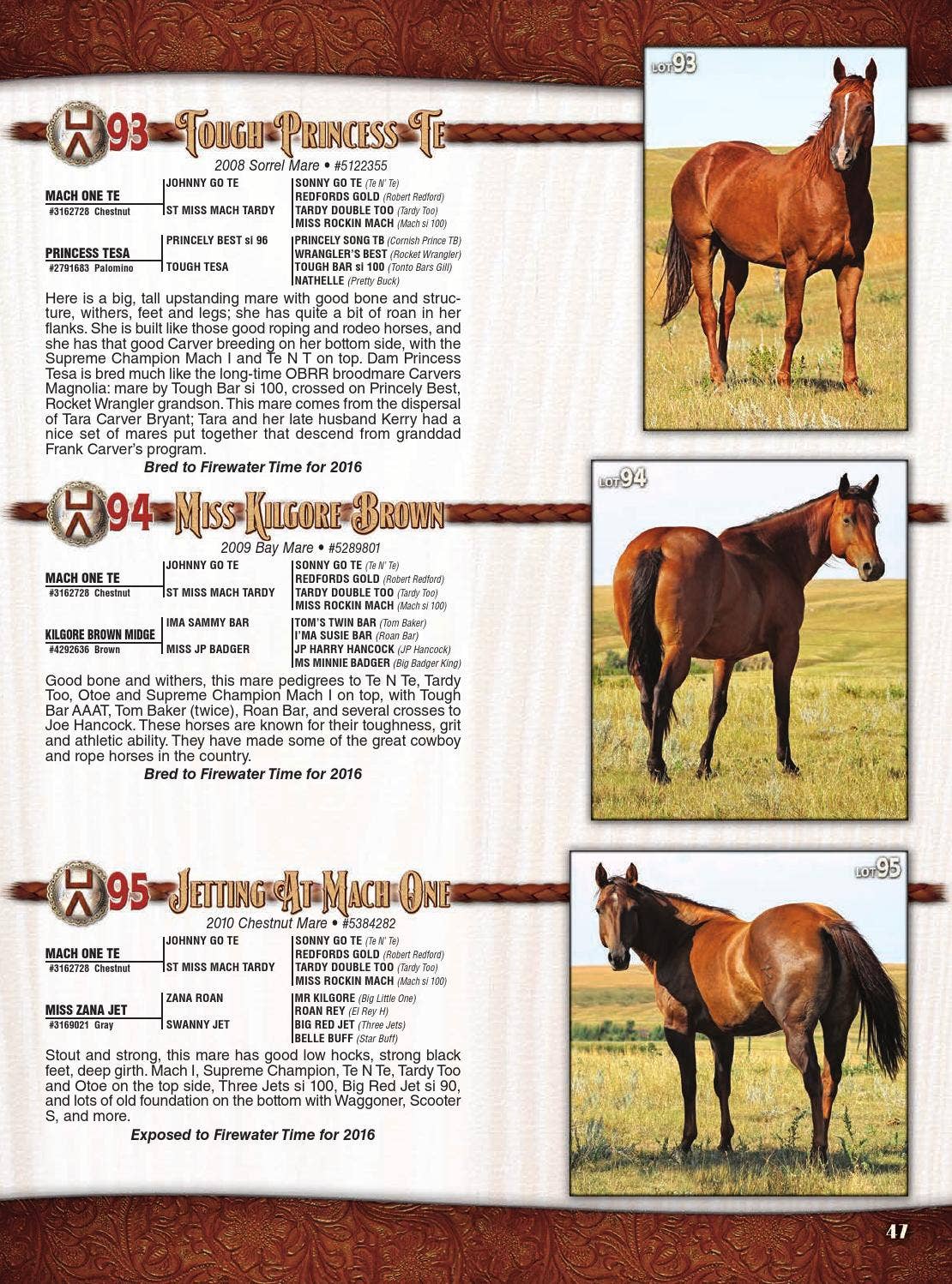 Open Box Rafter Ranch 2015 Performance Quarter Horse Sale by ...