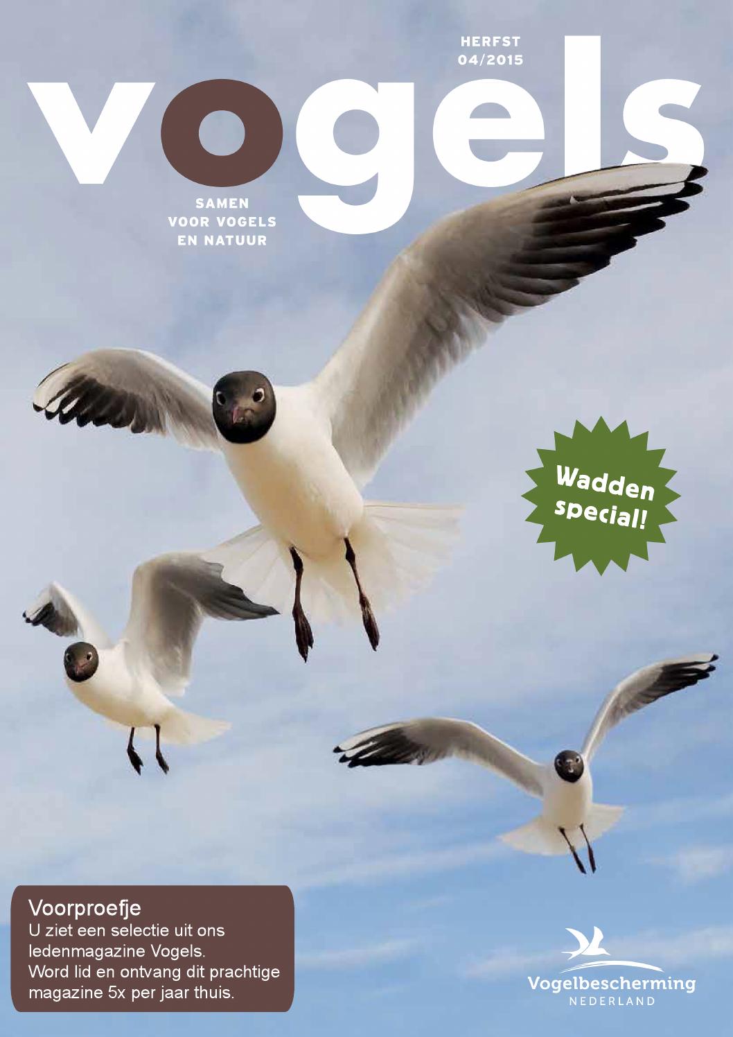 Vogels herfst 04/2015 by Vogelbescherming Nederland - Issuu