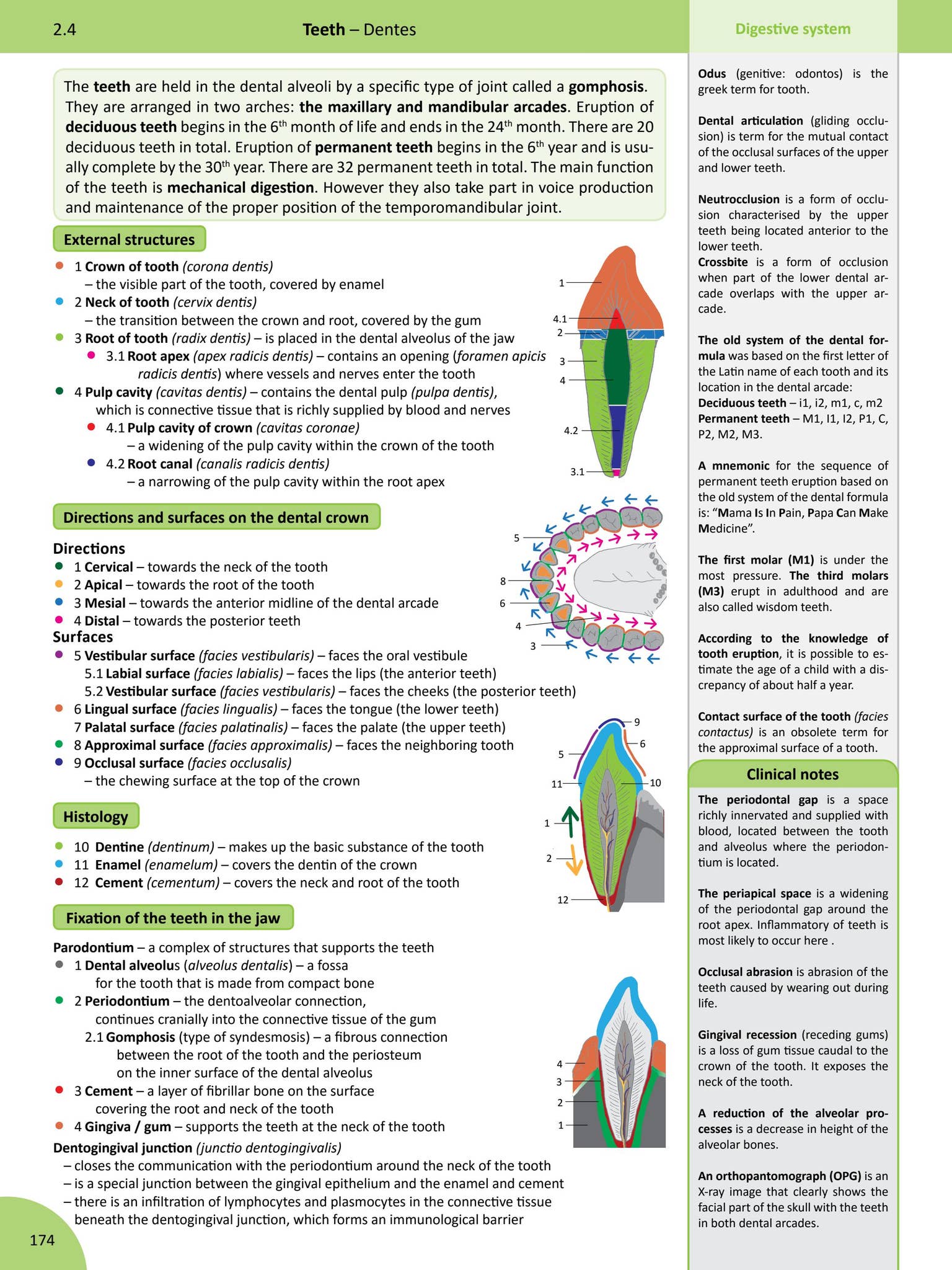 Memorix Anatomy - sample (134 pages) by Radovan Hudak - Issuu