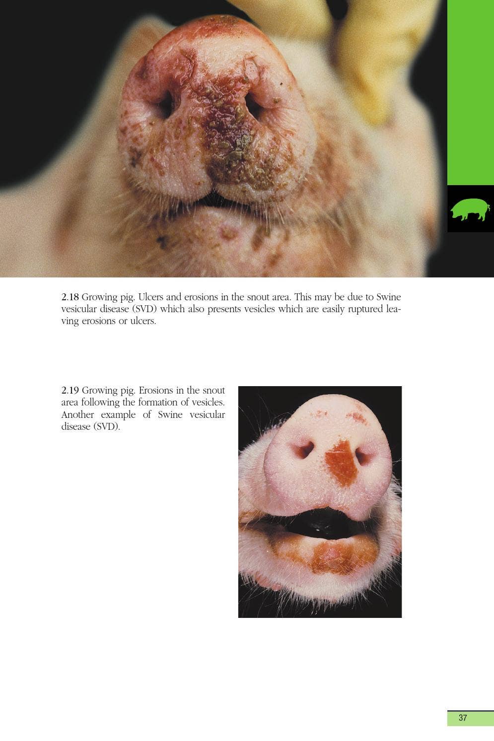 A Guide to Necropsy Diagnosis in Swine Pathology by Grupo Asís - Issuu