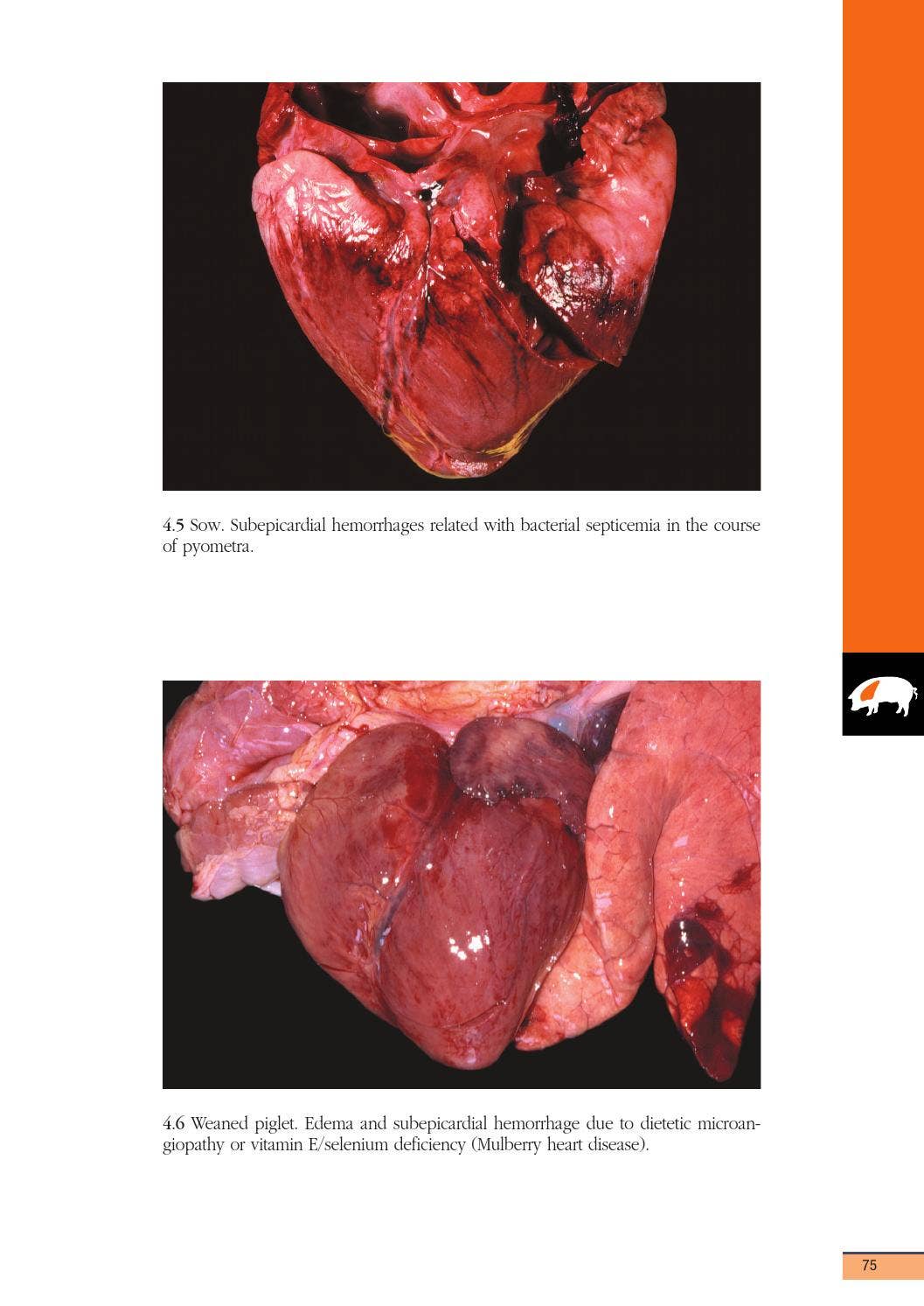 A Guide to Necropsy Diagnosis in Swine Pathology by Grupo Asís - Issuu