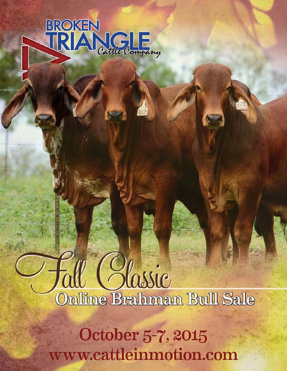 Broken Triangle Cattle Company Online Brahman Bull Sale by Cattle In ...