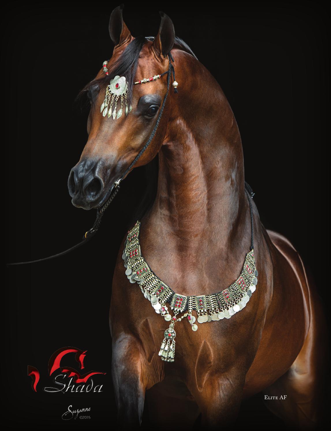 Shada Inc., published in Vol 46 No 4AA - Arabian Horse Times by Arabian ...