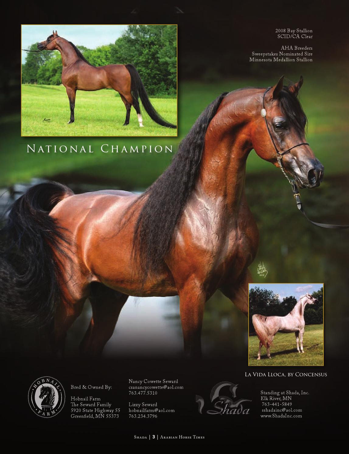 Shada Inc., published in Vol 46 No 4AA - Arabian Horse Times by Arabian ...