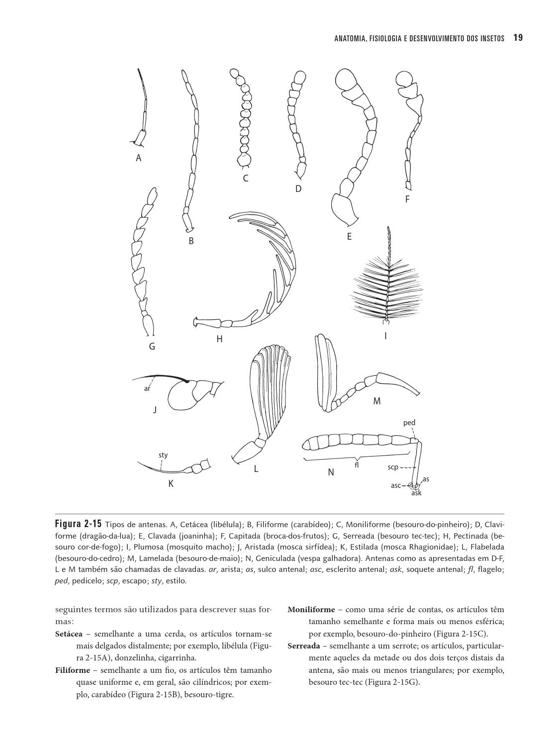 Estudo dos Insetos - Tradução da 7a ed. norte-americana by Cengage ...