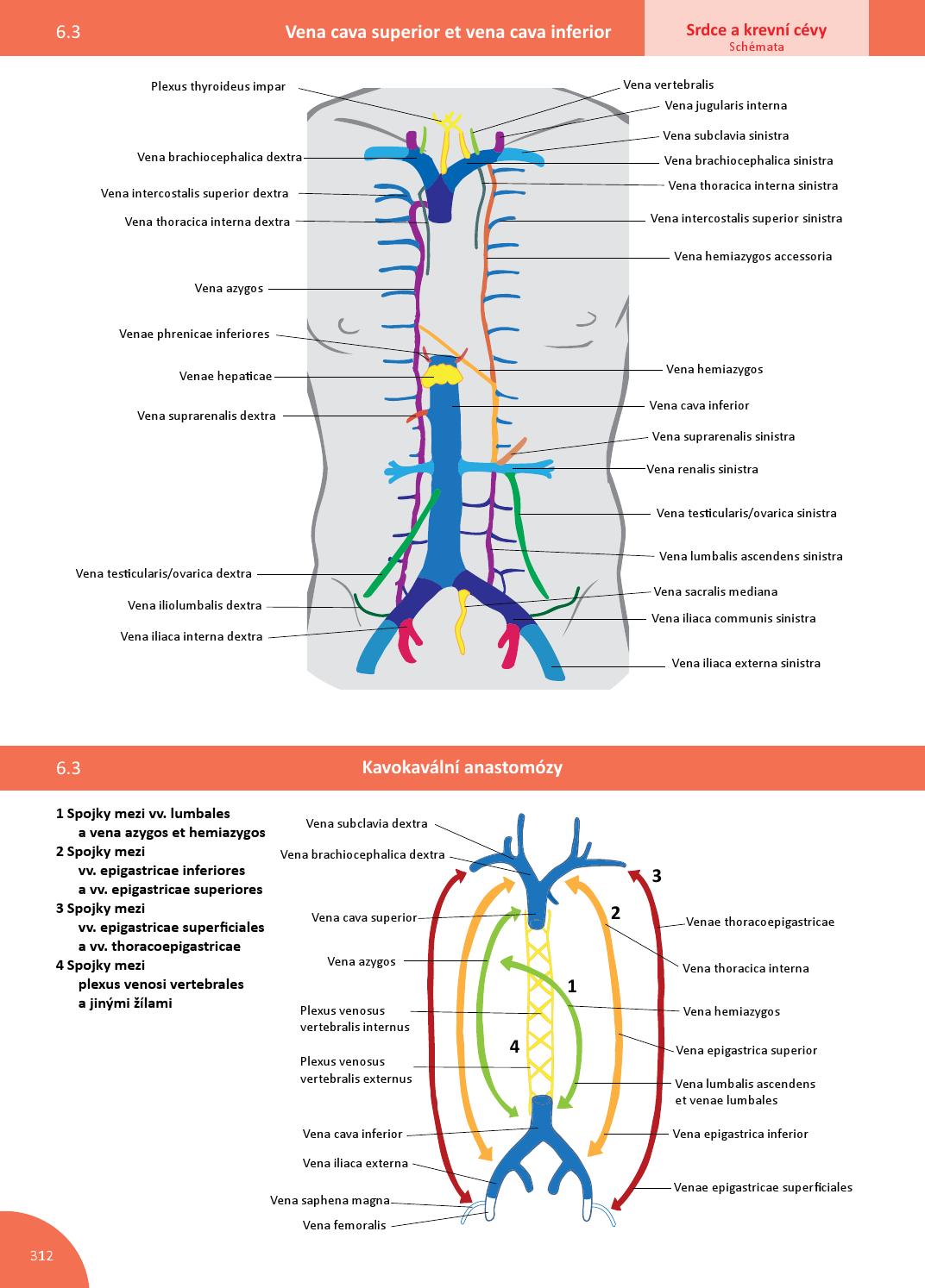Memorix anatomie - 3. vydání (136 stran) by Radovan Hudak - Issuu