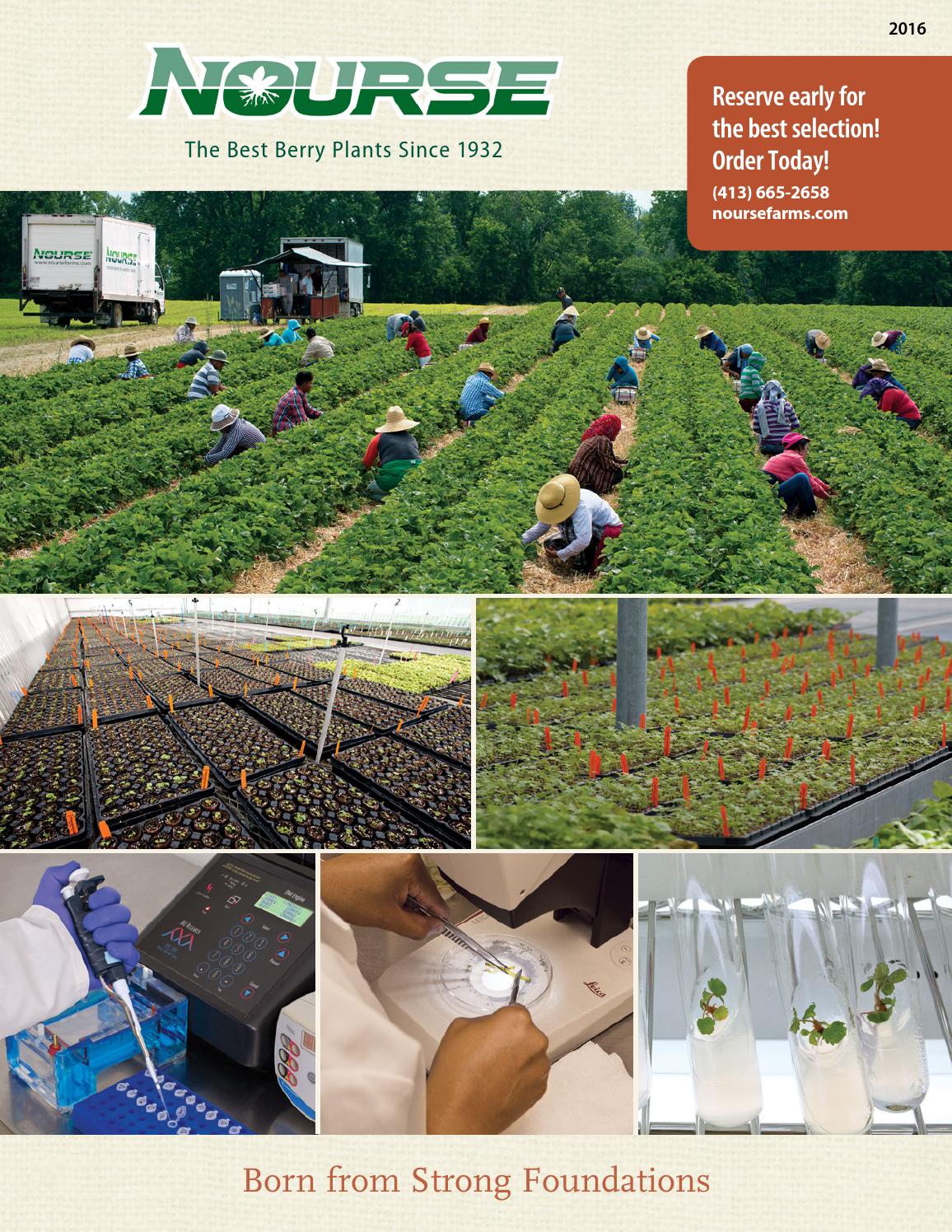 2016 Nourse Farms Catalog by Nourse Farms - Issuu
