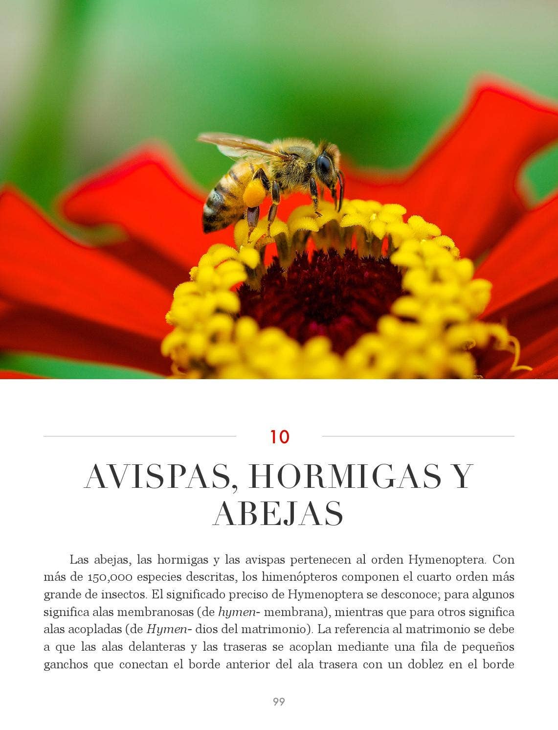 Insectos de Puerto Rico by La Colección Puertorriqueña - Issuu