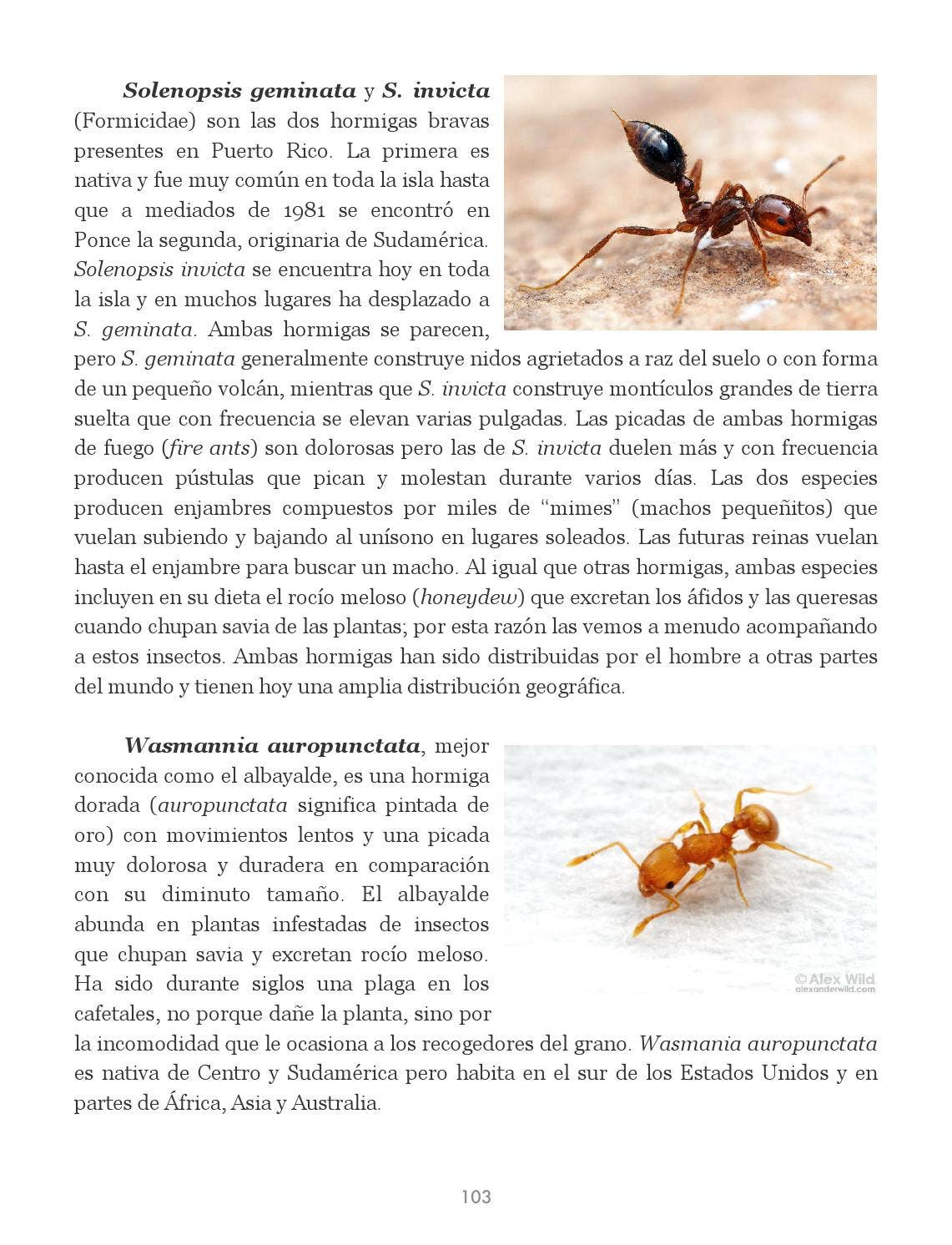 Insectos de Puerto Rico by La Colección Puertorriqueña - Issuu
