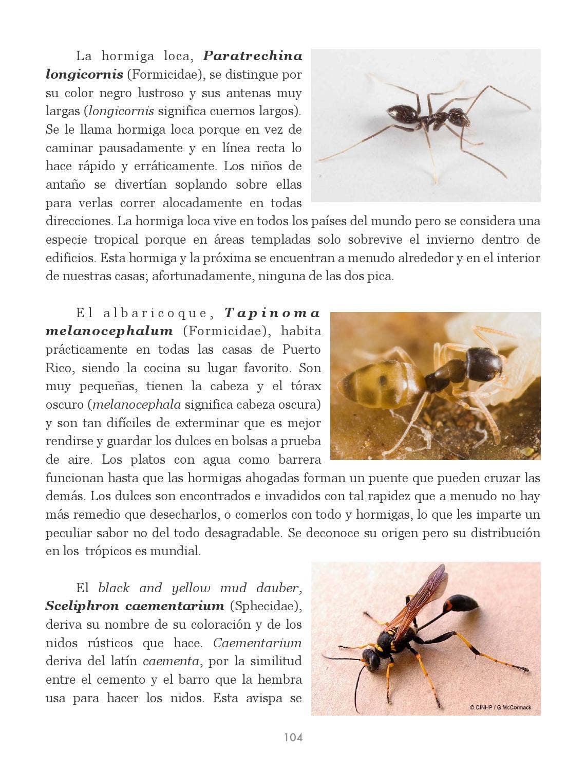 Insectos de Puerto Rico by La Colección Puertorriqueña - Issuu