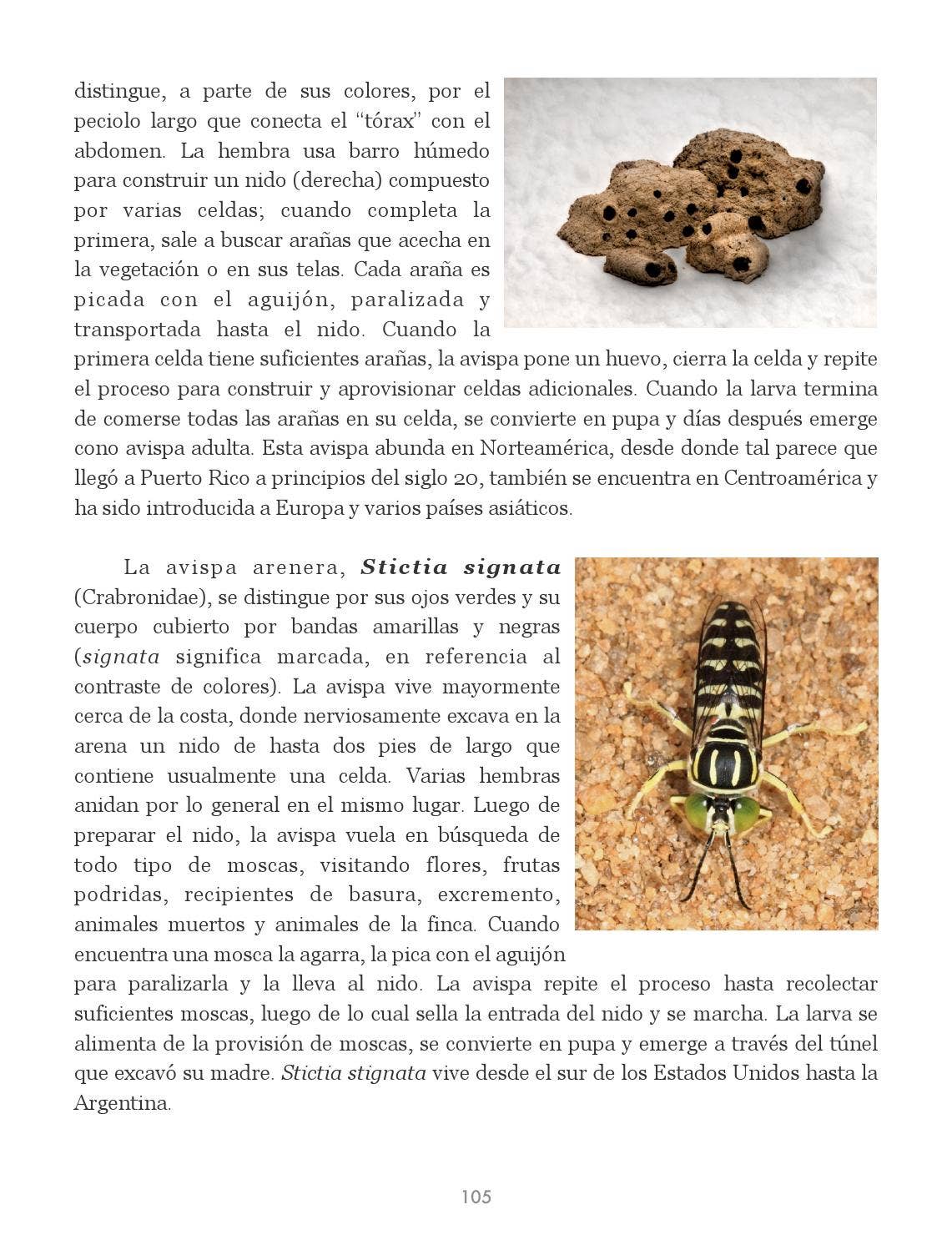 Insectos de Puerto Rico by La Colección Puertorriqueña - Issuu
