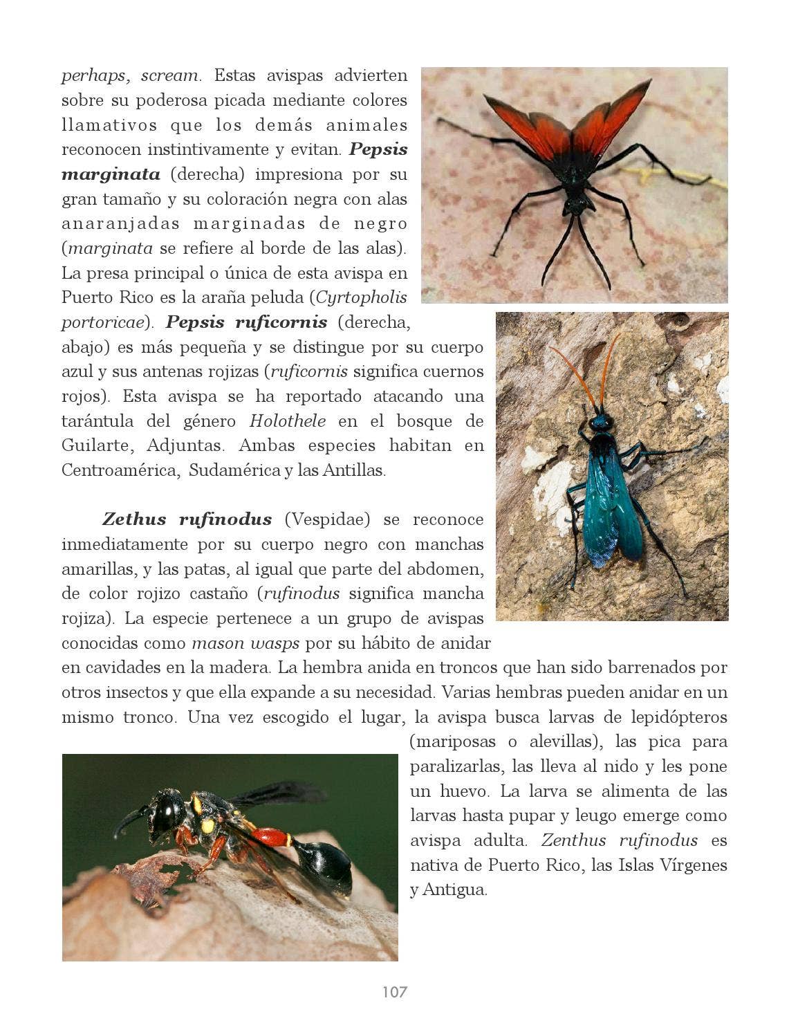 Insectos de Puerto Rico by La Colección Puertorriqueña - Issuu