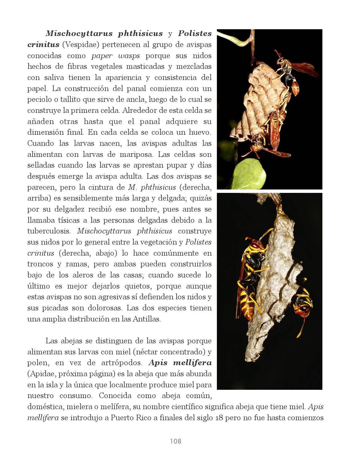 Insectos de Puerto Rico by La Colección Puertorriqueña - Issuu