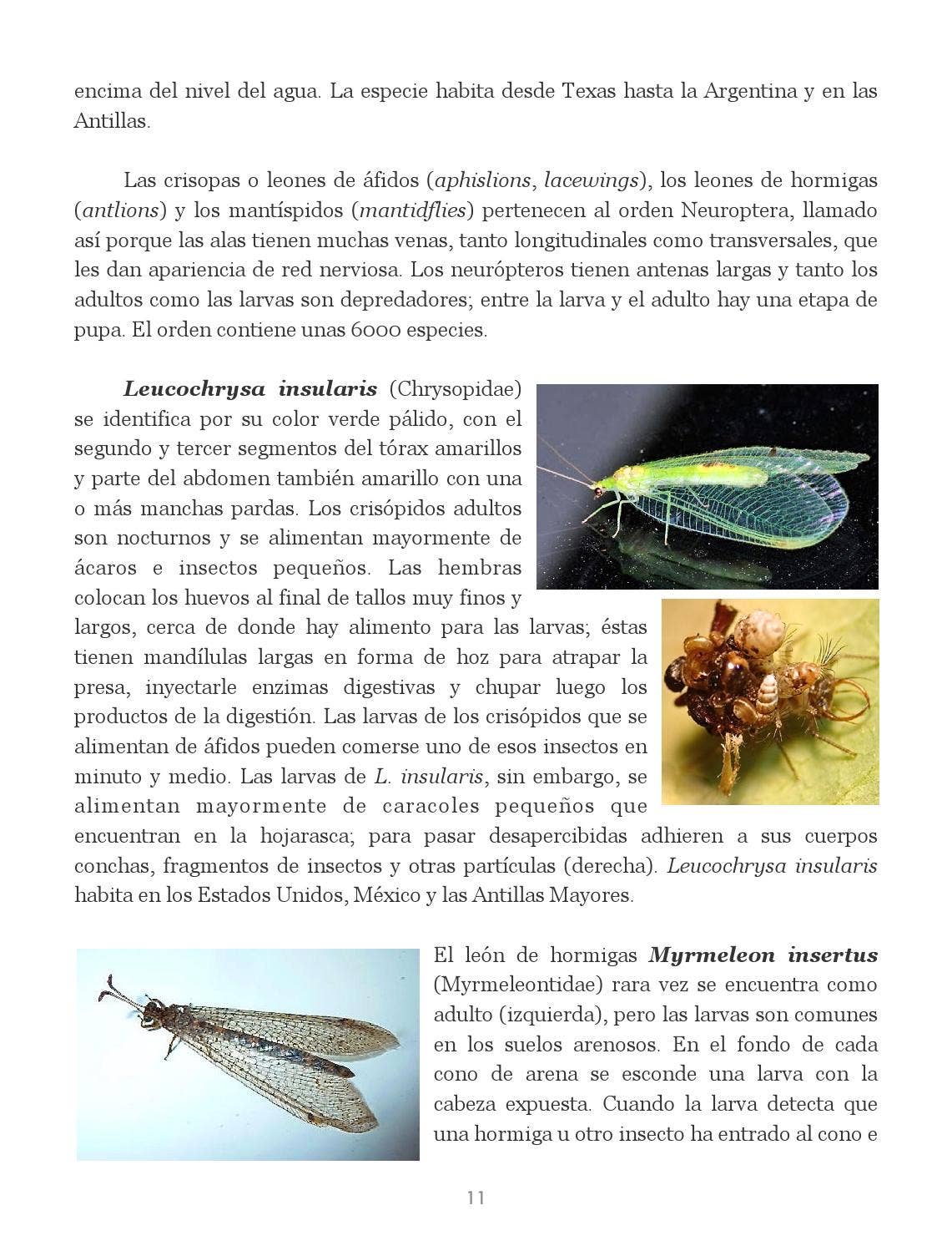 Insectos de Puerto Rico by La Colección Puertorriqueña - Issuu