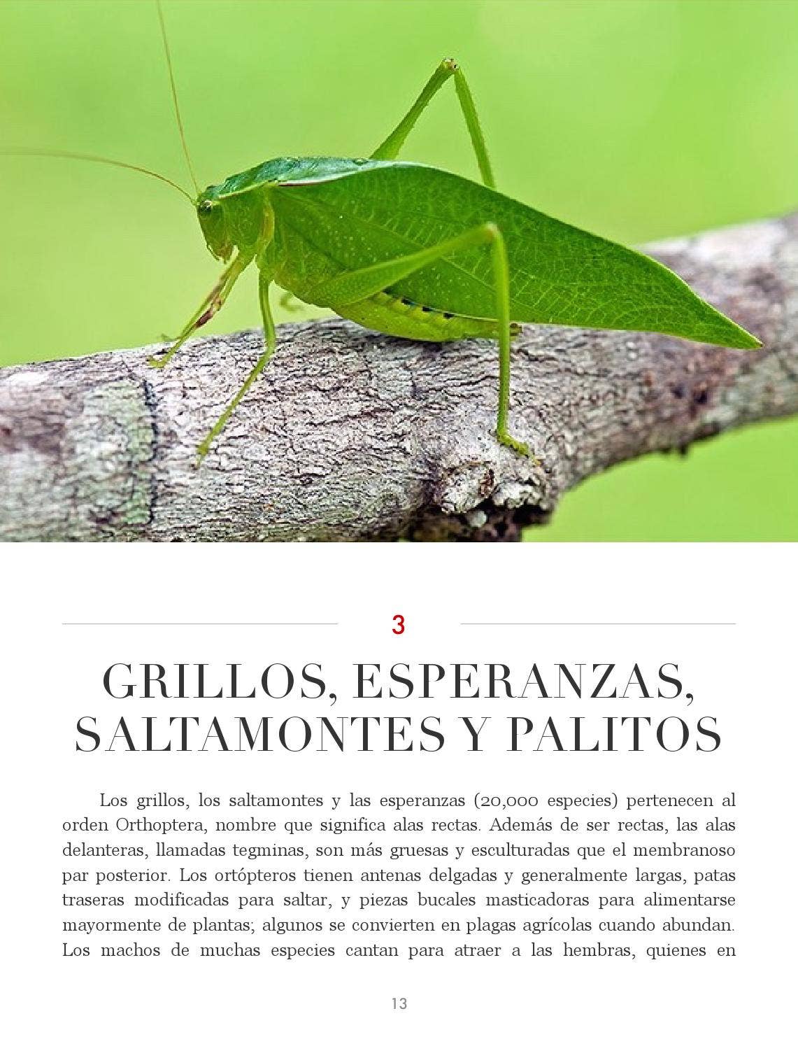 Insectos de Puerto Rico by La Colección Puertorriqueña - Issuu