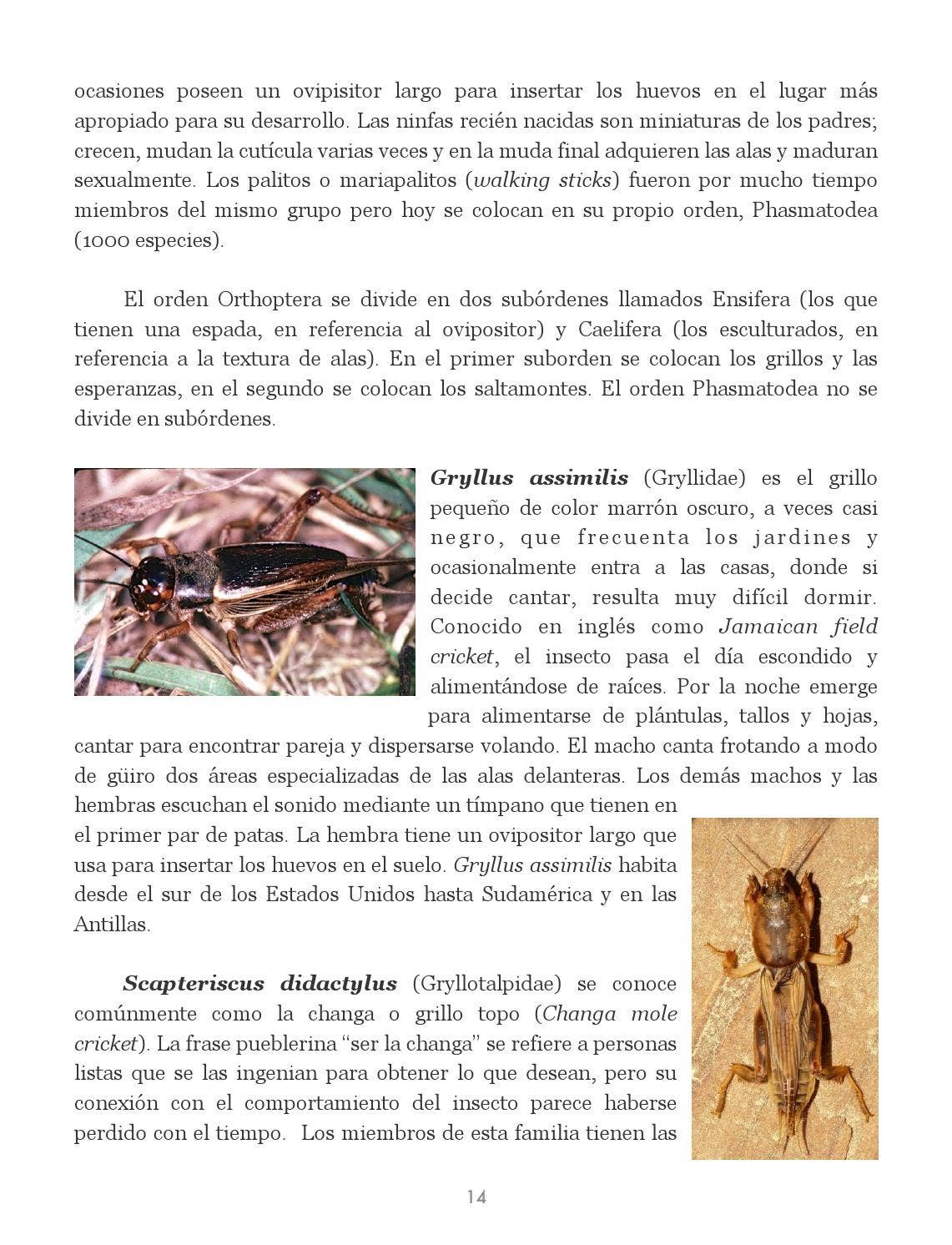 Insectos de Puerto Rico by La Colección Puertorriqueña - Issuu