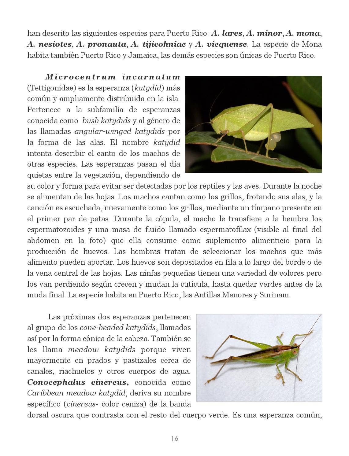 Insectos de Puerto Rico by La Colección Puertorriqueña - Issuu