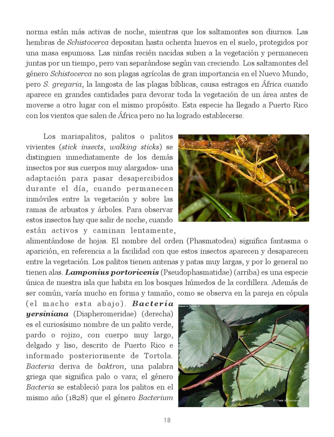 Insectos de Puerto Rico by La Colección Puertorriqueña - Issuu