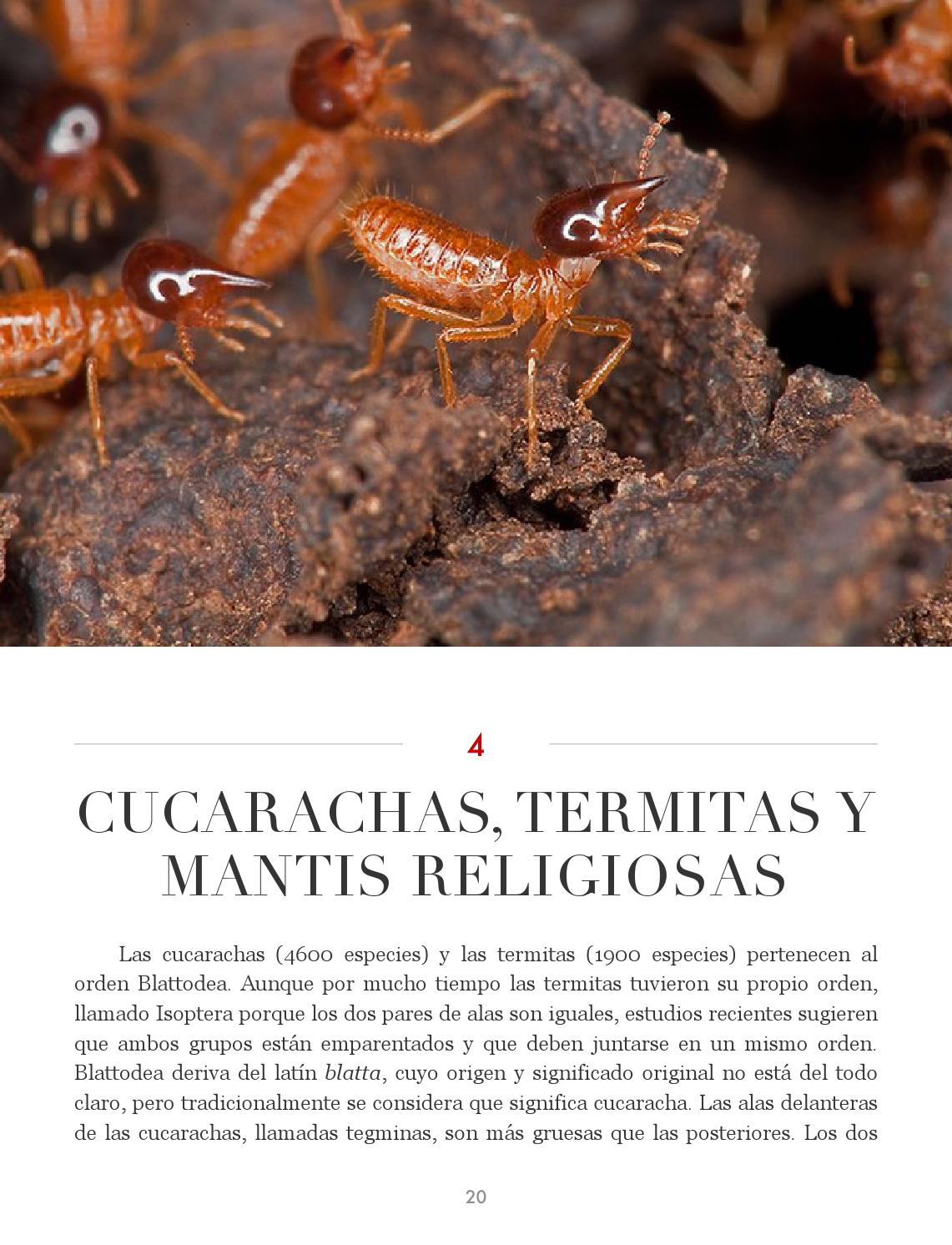 Insectos de Puerto Rico by La Colección Puertorriqueña - Issuu