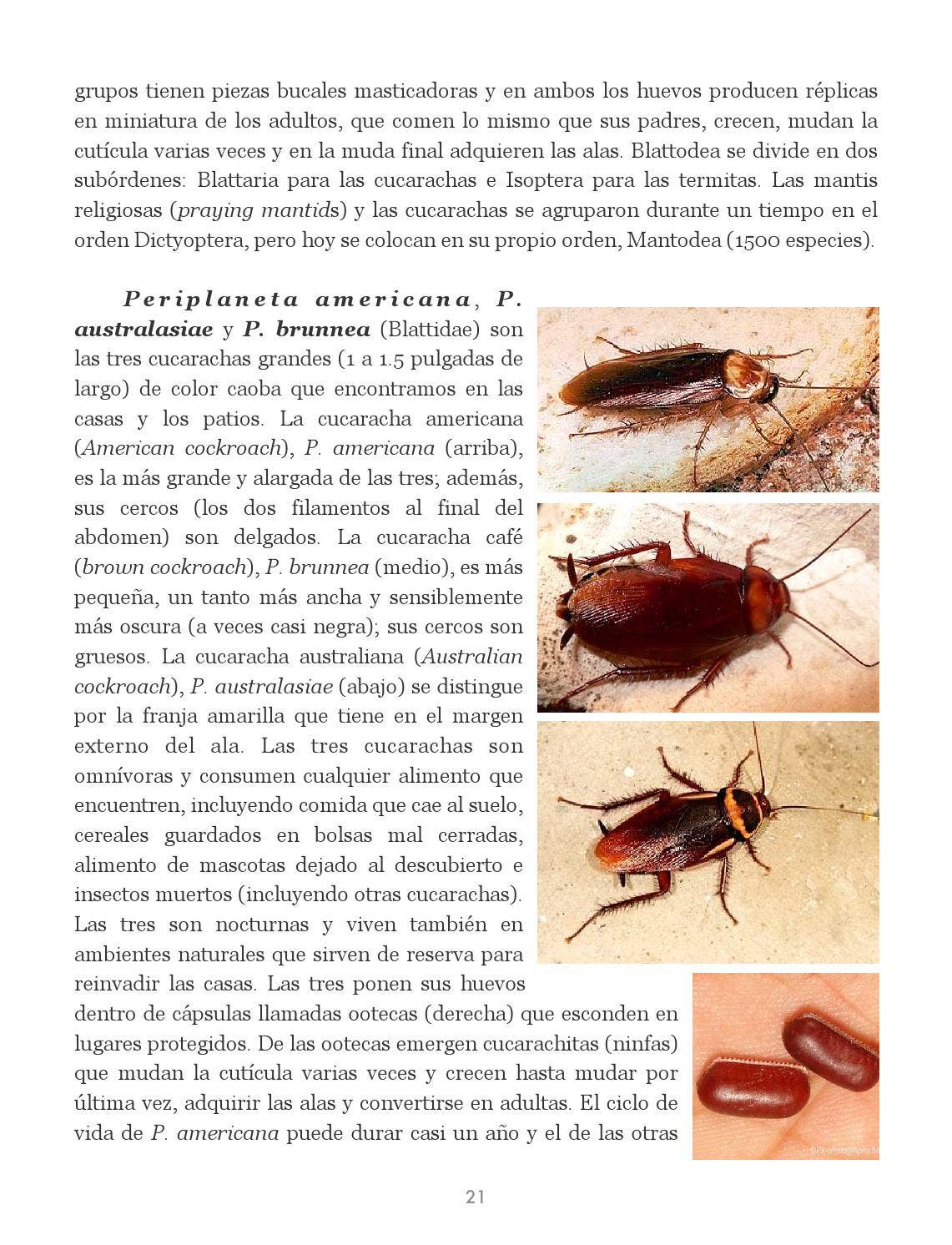 Insectos de Puerto Rico by La Colección Puertorriqueña - Issuu