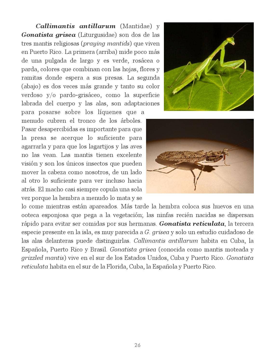 Insectos de Puerto Rico by La Colección Puertorriqueña - Issuu