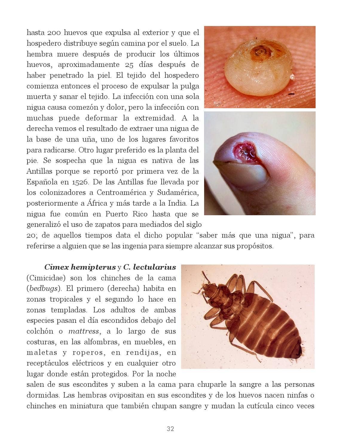 Insectos de Puerto Rico by La Colección Puertorriqueña - Issuu