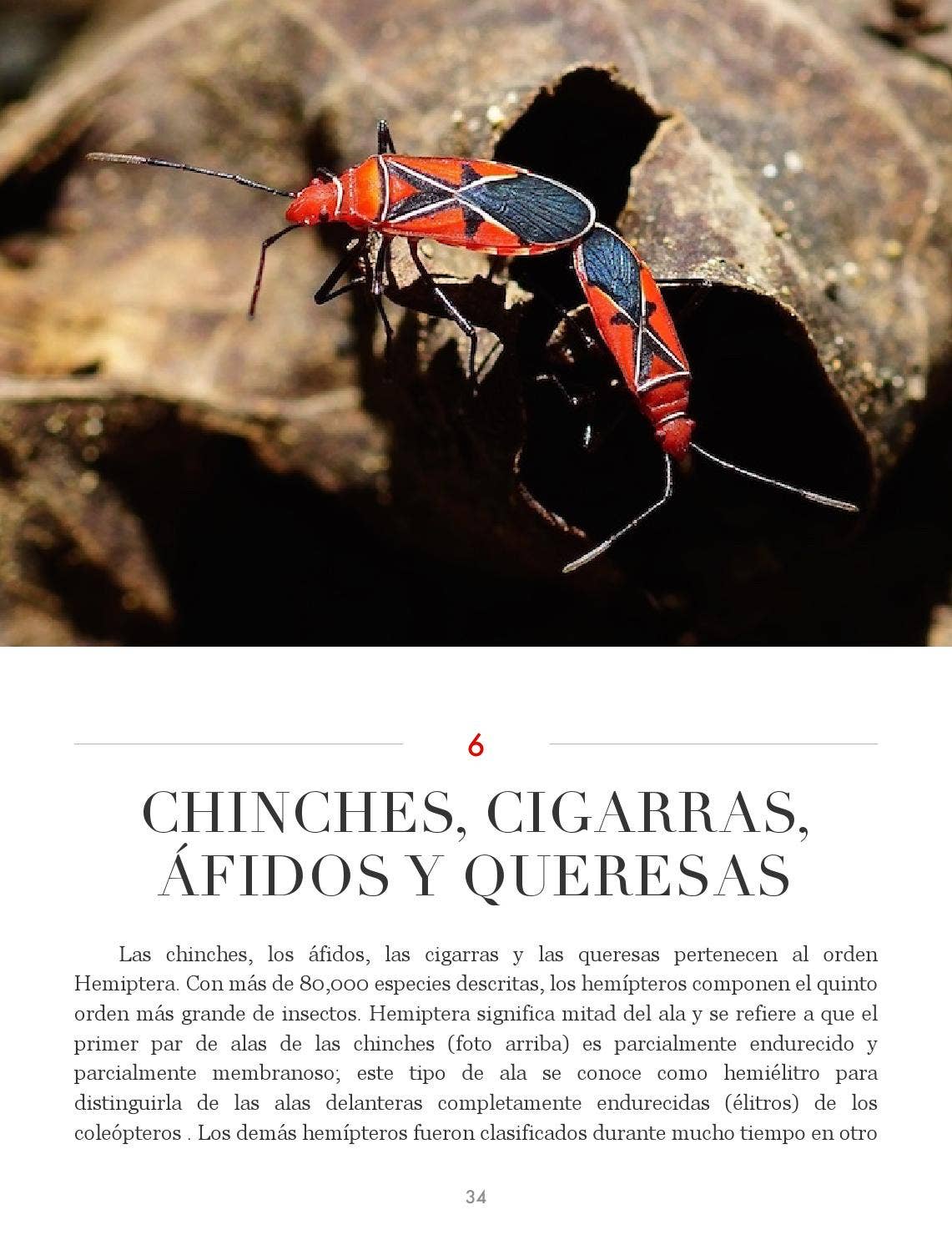 Insectos de Puerto Rico by La Colección Puertorriqueña - Issuu