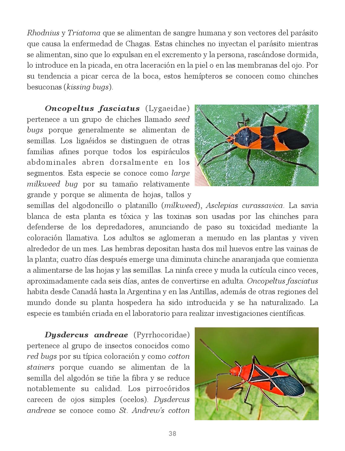 Insectos de Puerto Rico by La Colección Puertorriqueña - Issuu