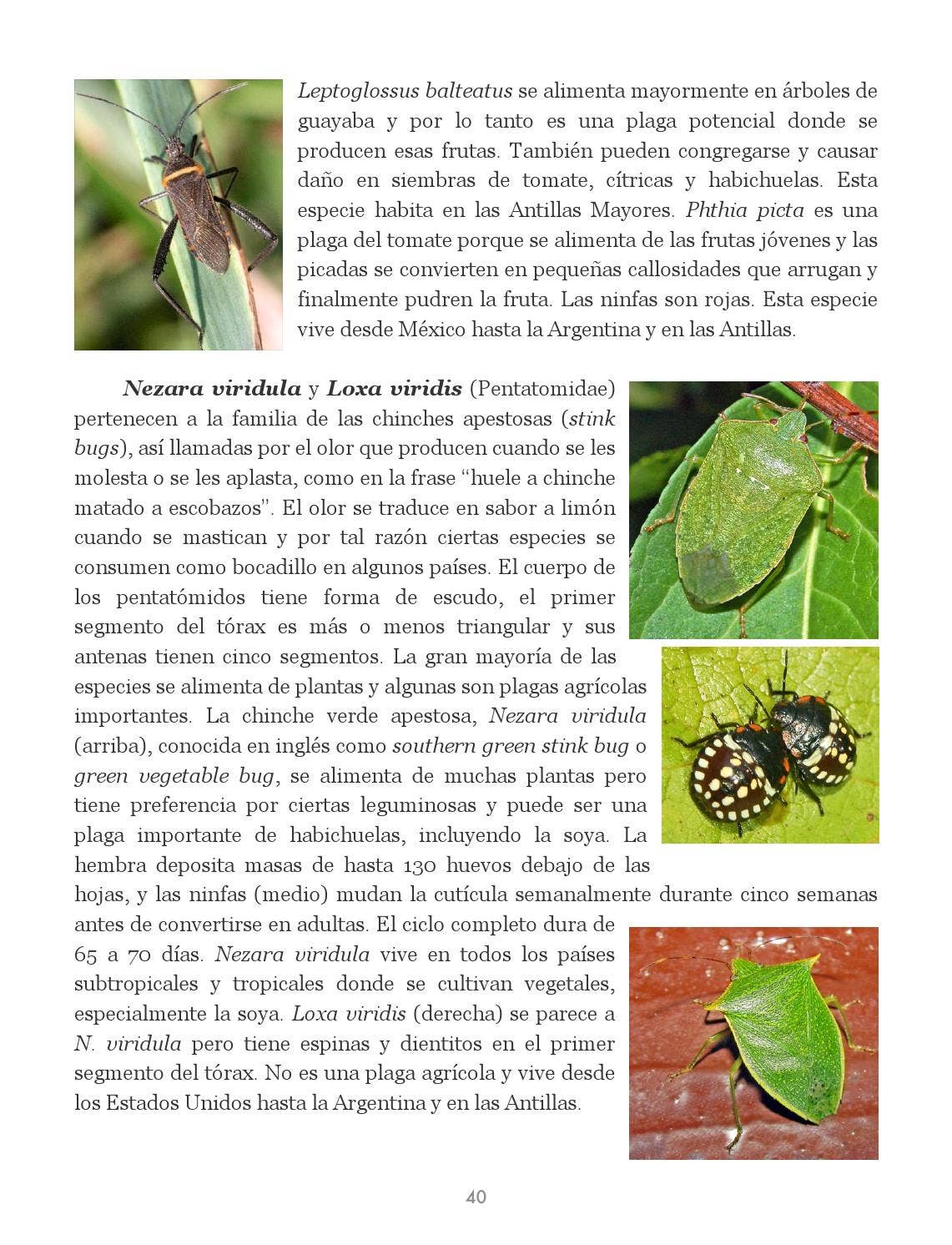 Insectos de Puerto Rico by La Colección Puertorriqueña - Issuu