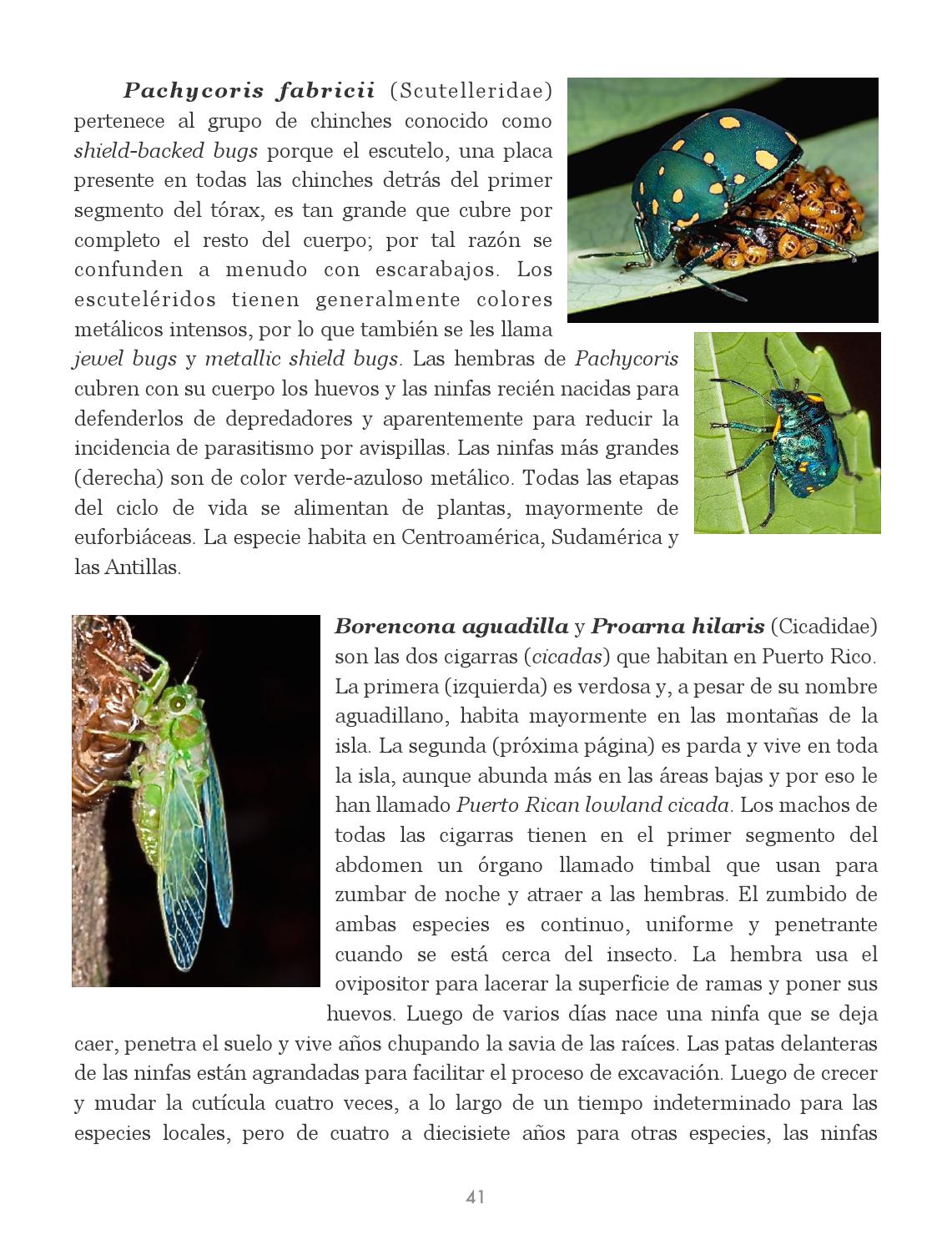 Insectos de Puerto Rico by La Colección Puertorriqueña - Issuu
