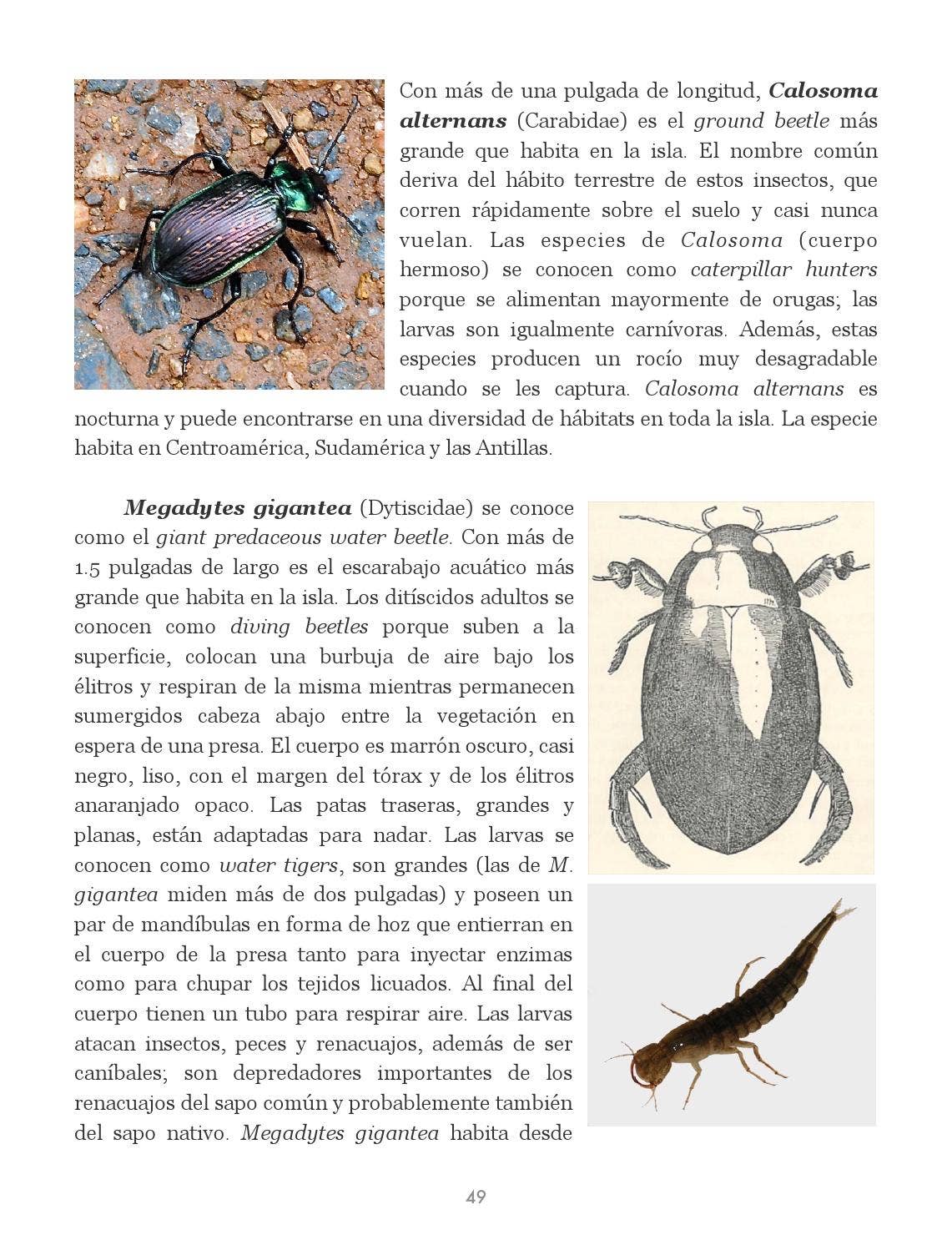 Insectos de Puerto Rico by La Colección Puertorriqueña - Issuu
