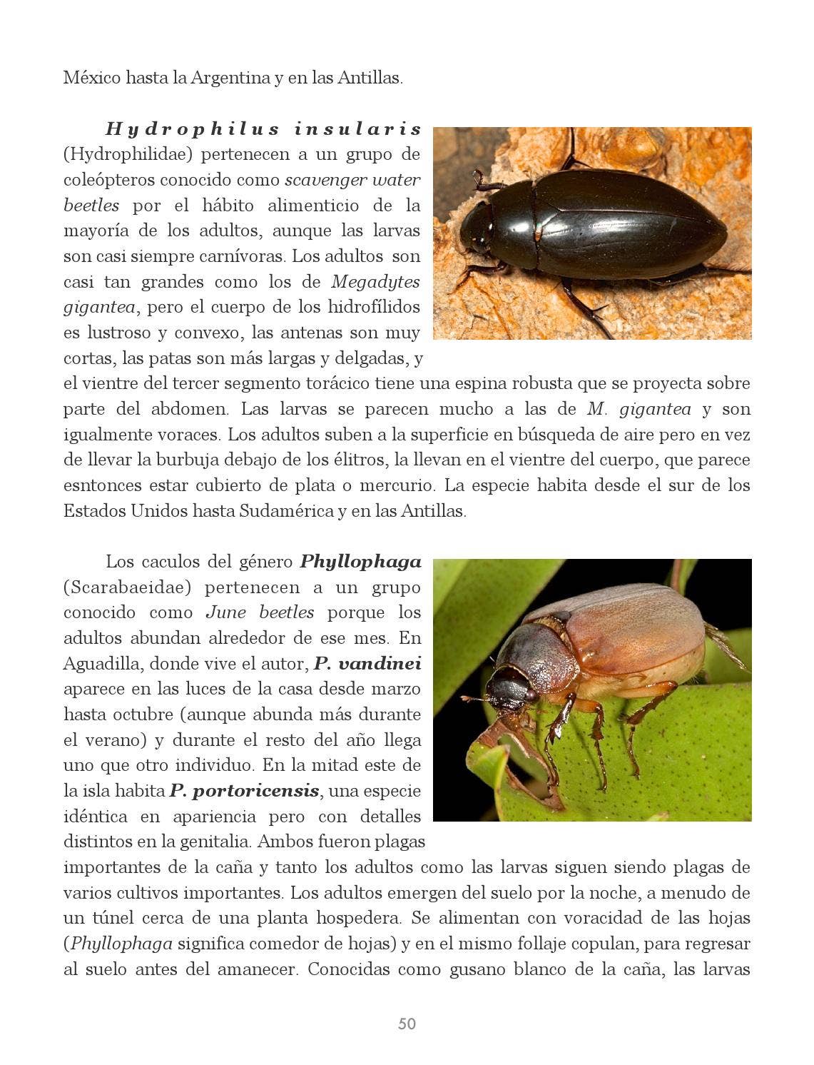 Insectos de Puerto Rico by La Colección Puertorriqueña - Issuu